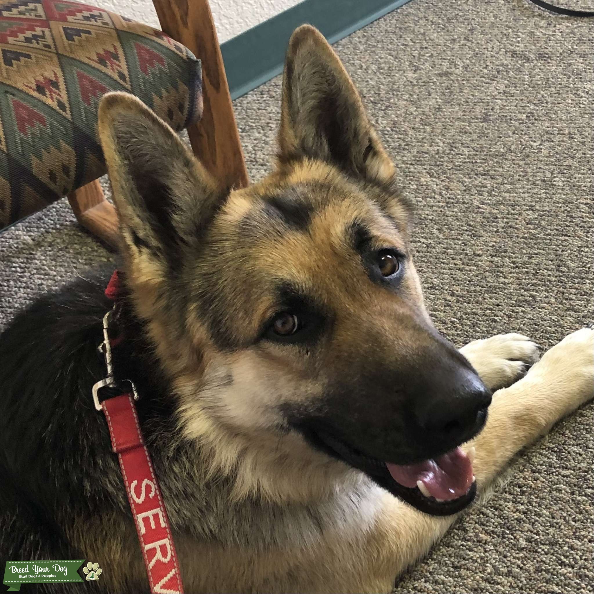 German Shepherd (straight back) - Stud Dog in Northern California ...