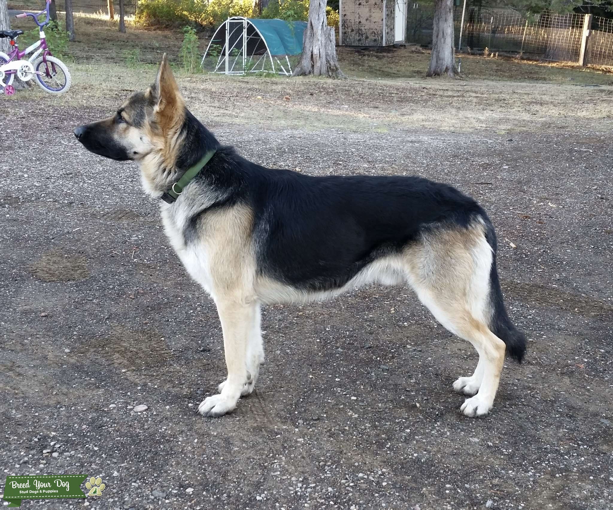 German Shepherd (straight back) - Stud Dog in Northern California ...