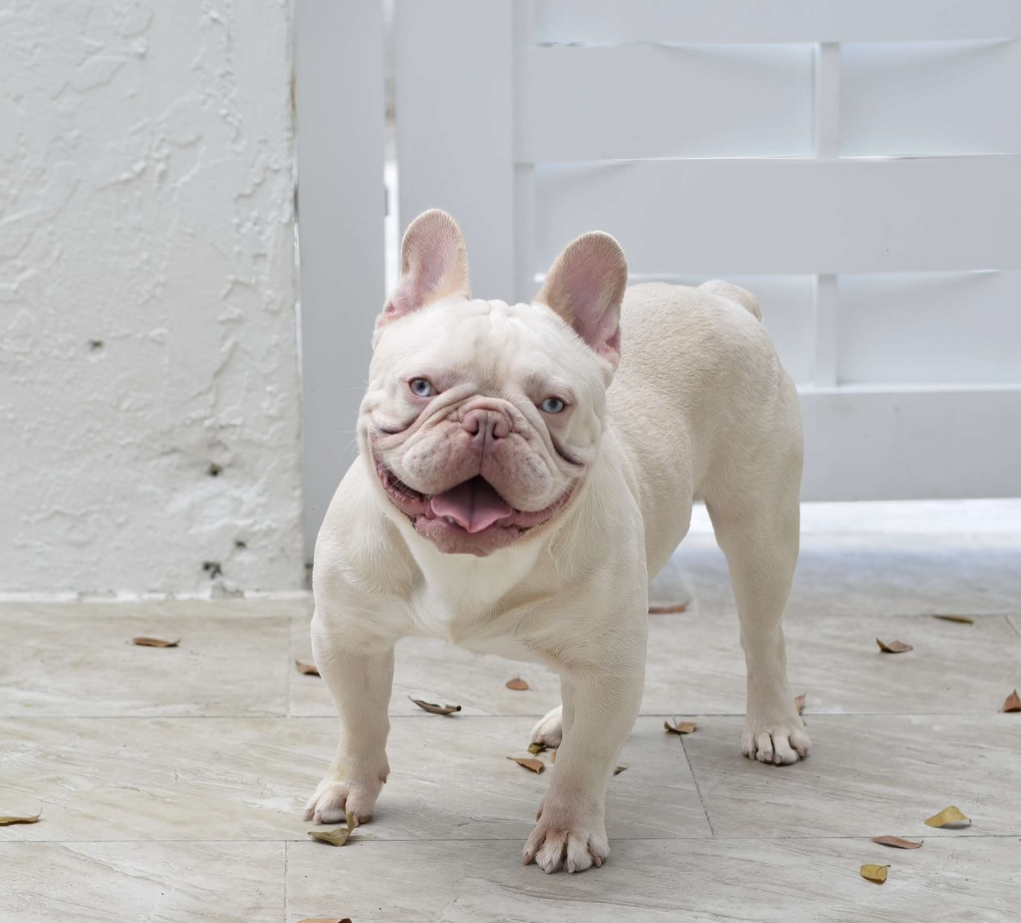 Platinum New Shade Isabella - Stud Dog in Florida, United States ...