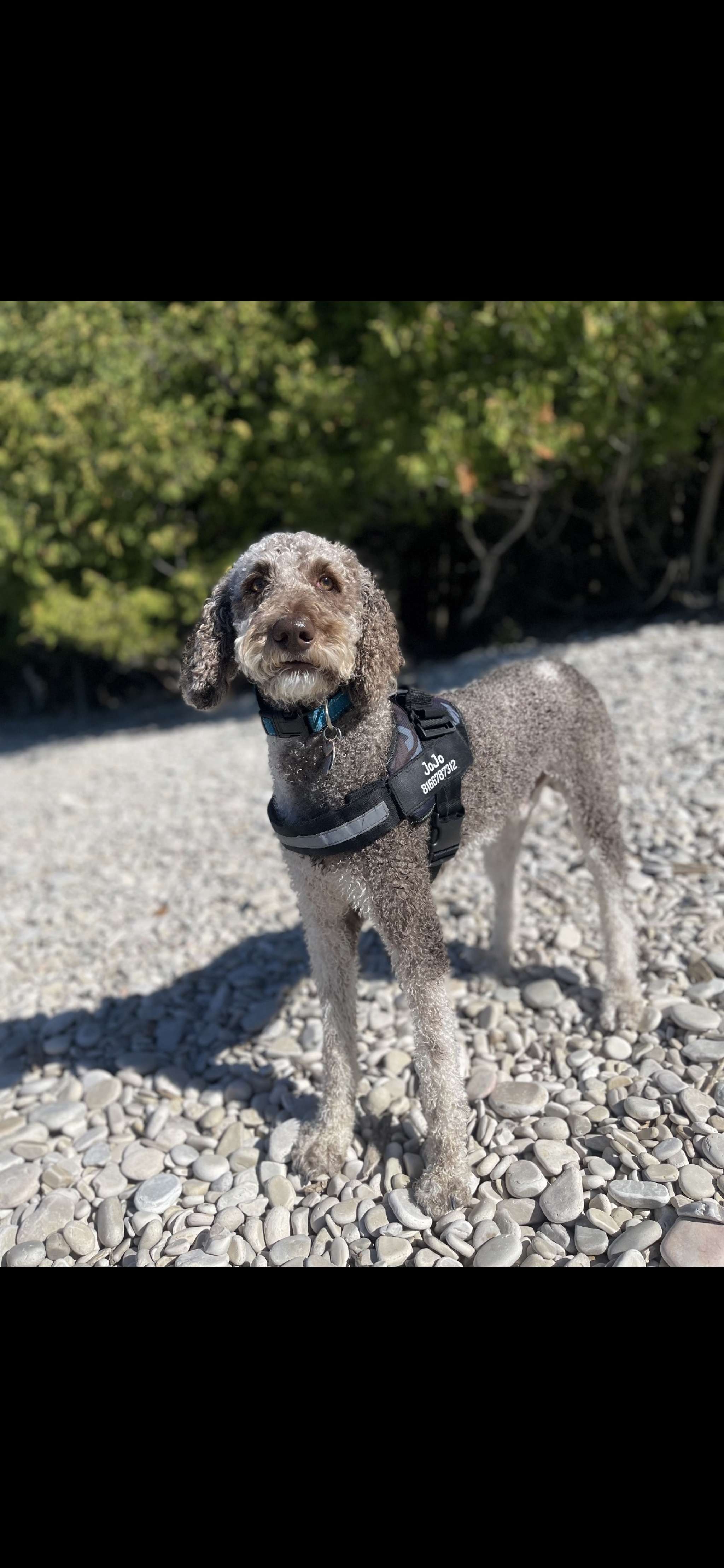 3 year old male standard parti poodle - Stud Dog in Wisconsin , United ...