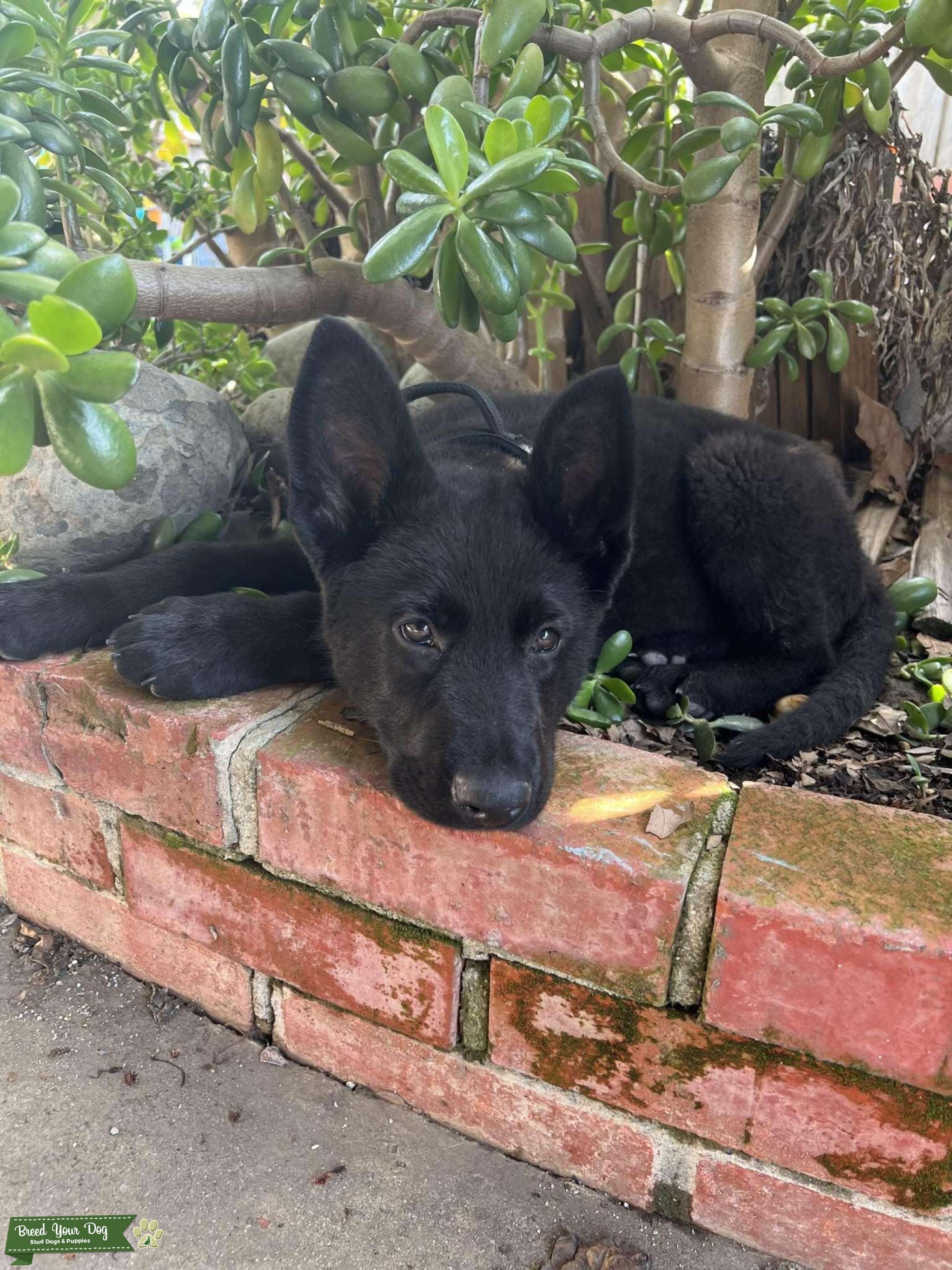 Czech GS Stud available soon - Stud Dog in CA, Serbia | Breed Your Dog