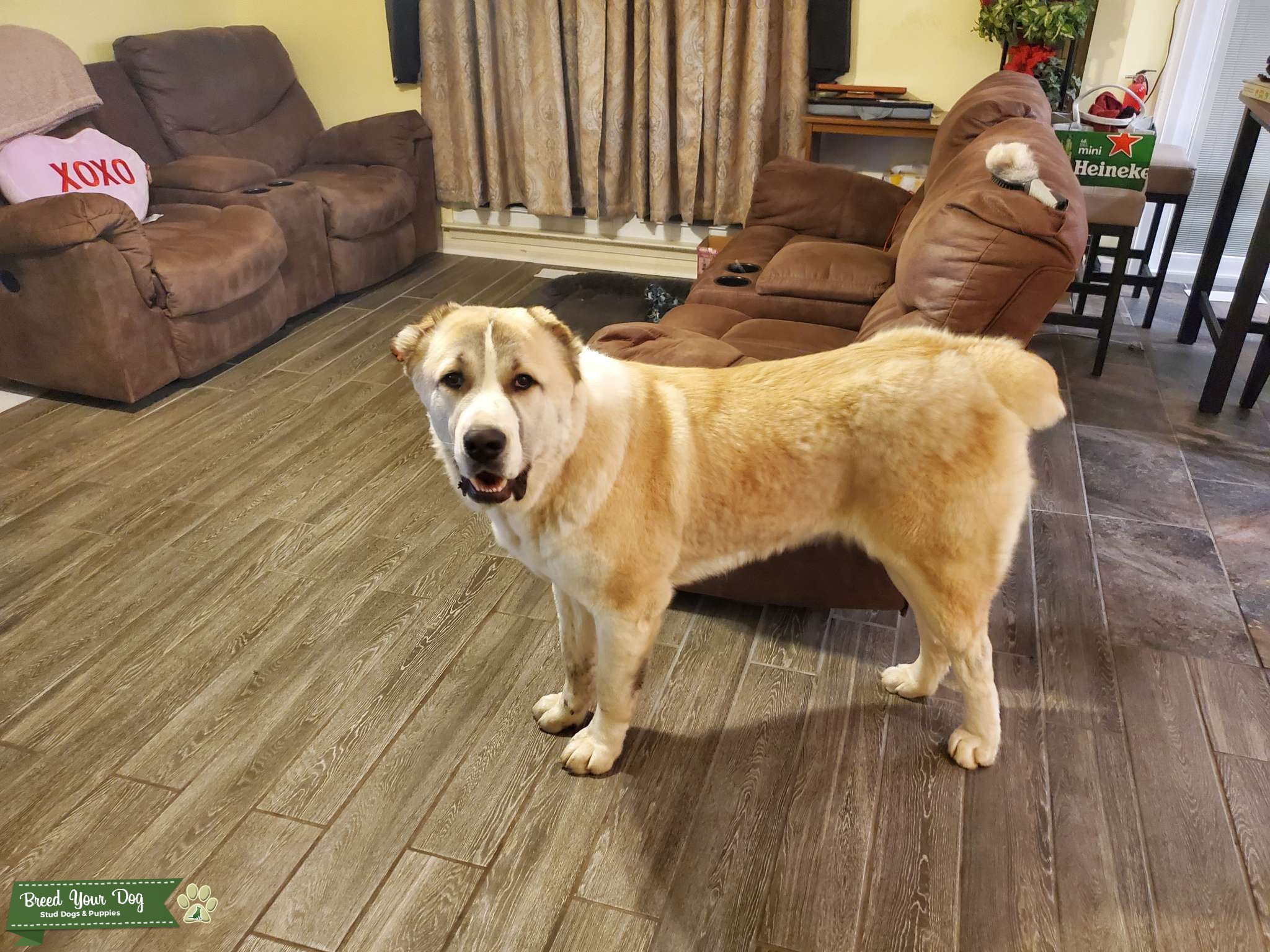 Beutiful Central Asian Ovcharka Stud - Stud Dog in Northeast, the ...