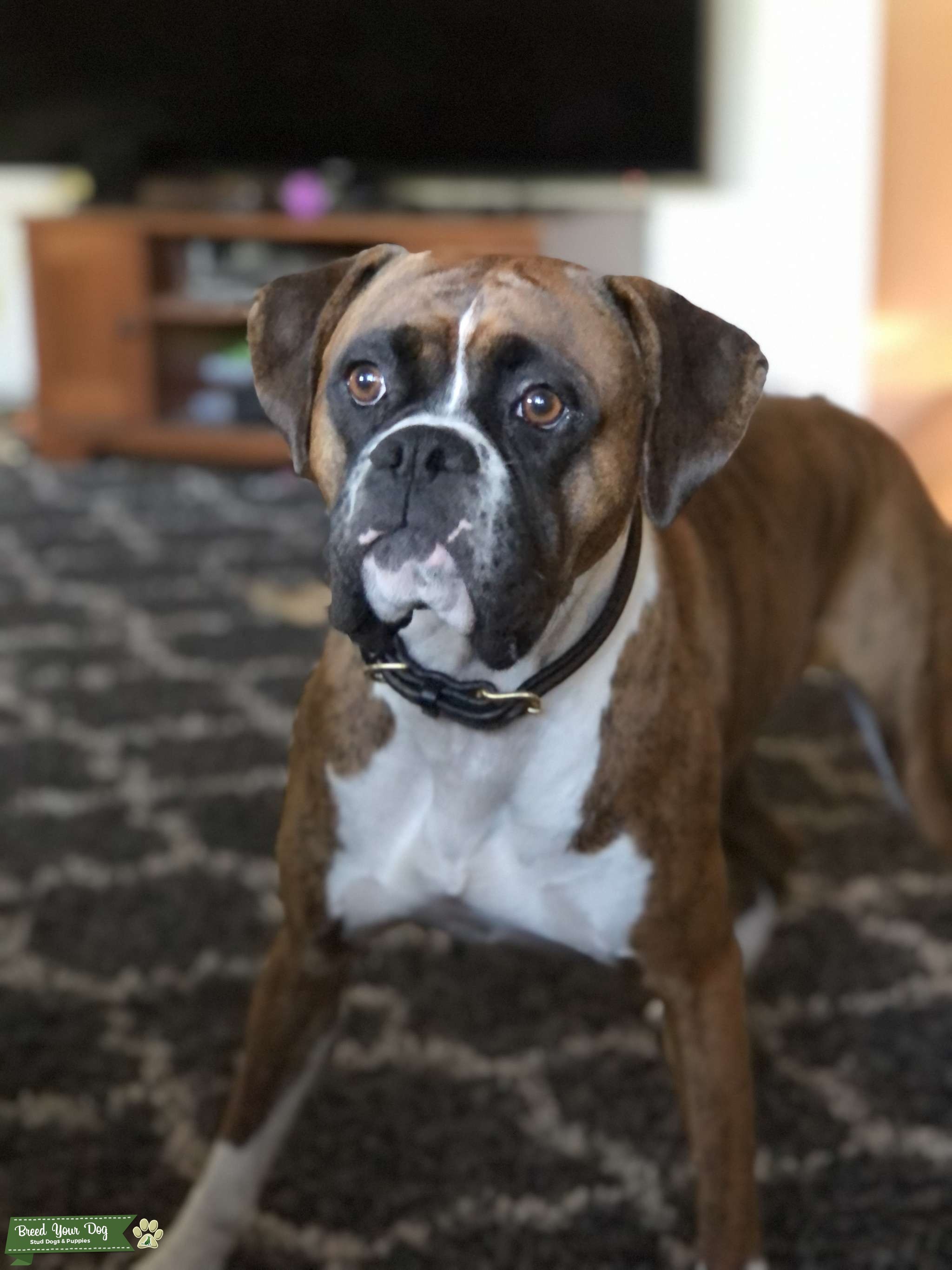 Amazing family dog! - Stud Dog in Northern ca , United States | Breed ...