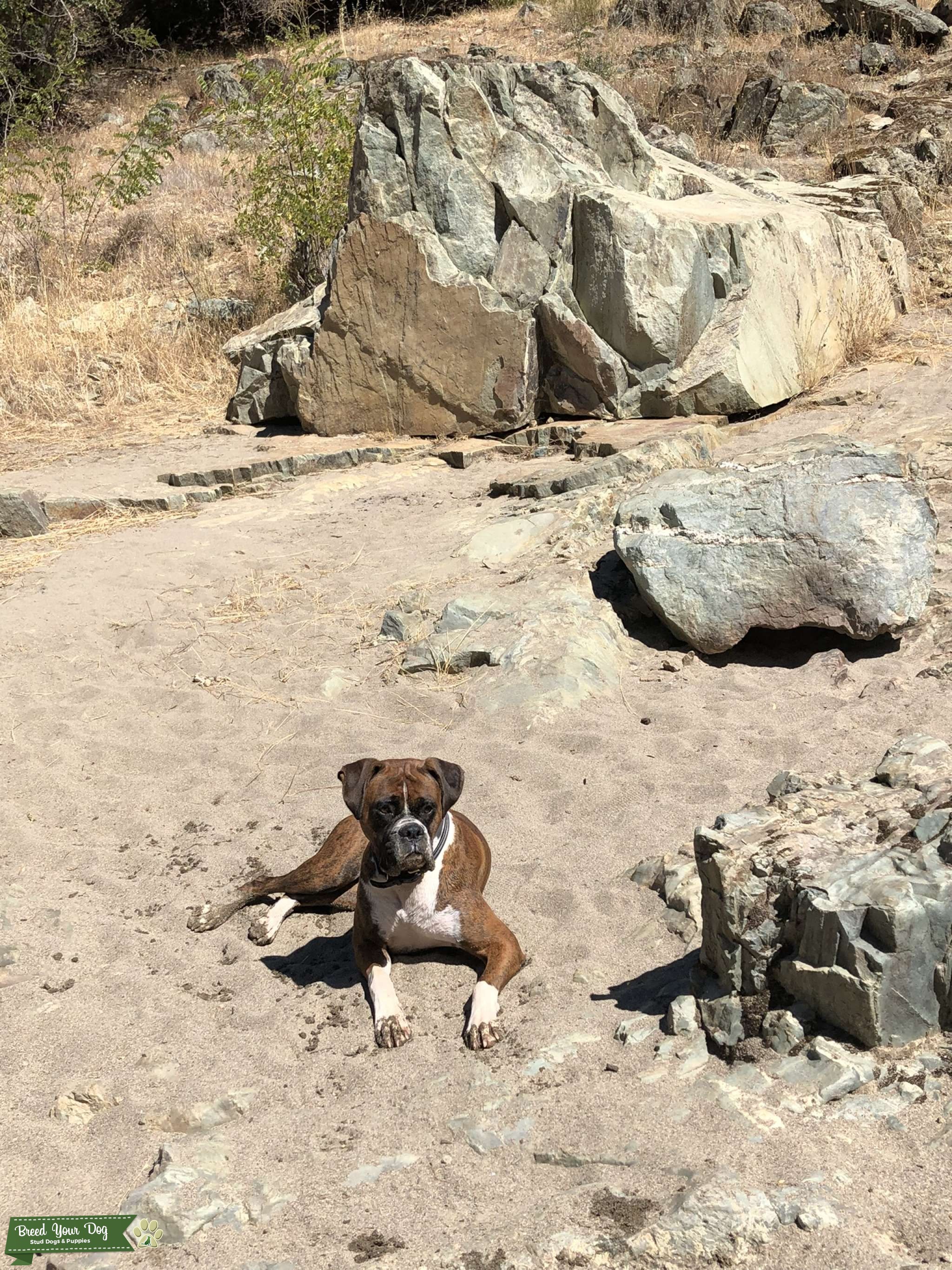 Amazing family dog! - Stud Dog in Northern ca , United States | Breed ...