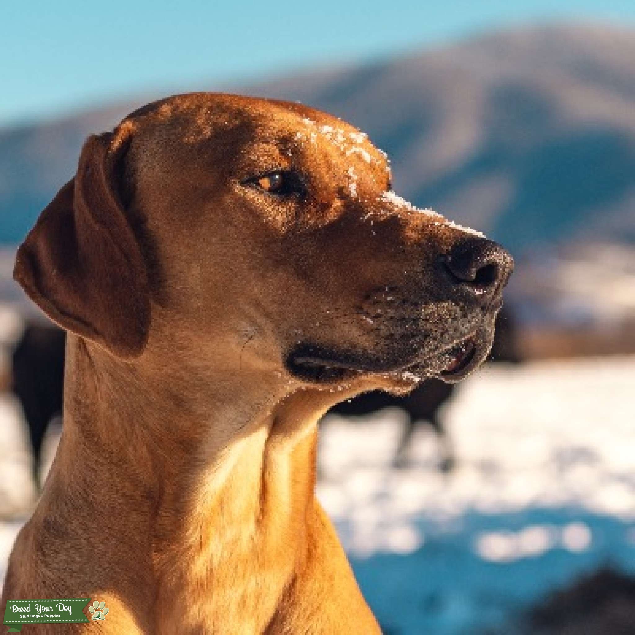 Beautiful, well tempered Rhodesian Ridgeback - Stud Dog in Steamboat ...