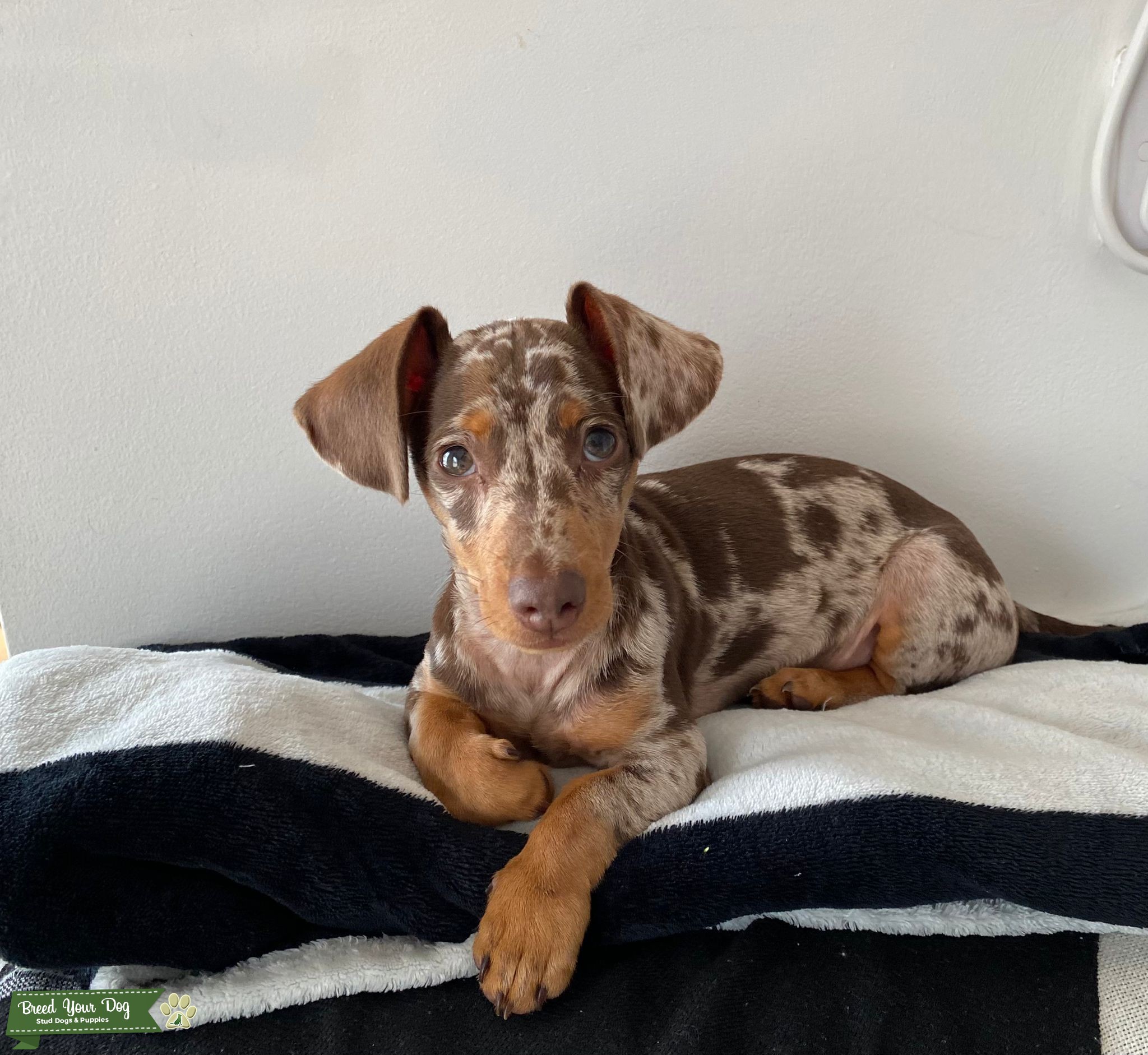 Miniature daple Dachshund - Stud Dog in London, the United States ...