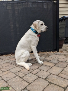 Labrador Retriever Stud Dogs Available Now in the United States | Breed ...