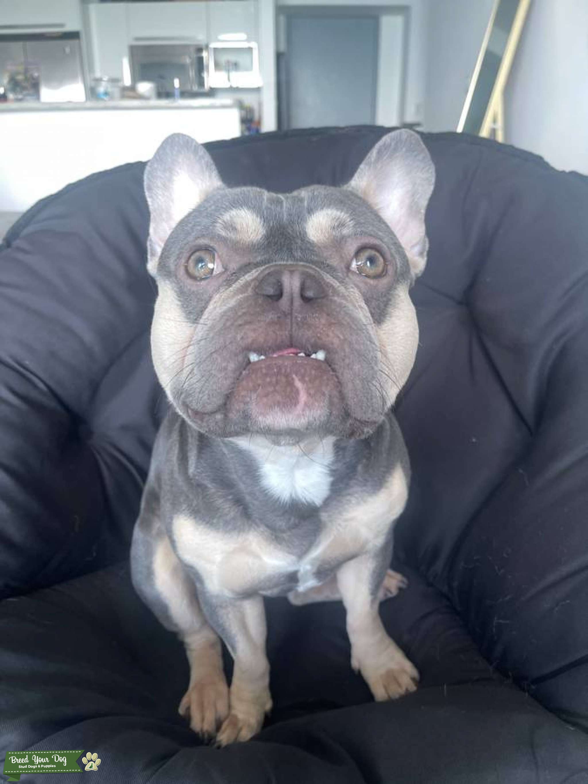 Lilac/Tan Frenchie Stud - Stud Dog in Miami, the United States | Breed ...
