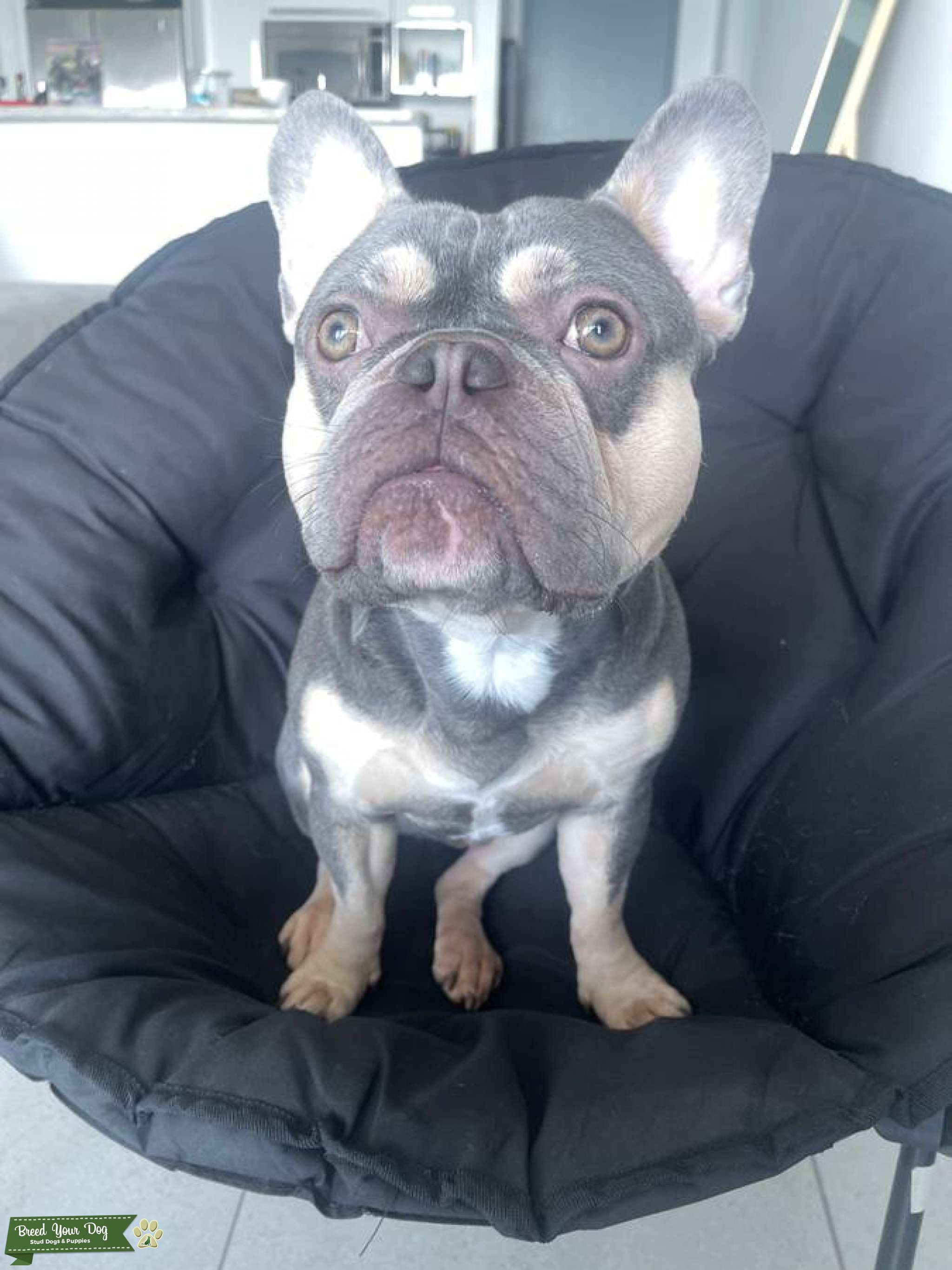 Lilac/Tan Frenchie Stud - Stud Dog in Miami, the United States | Breed ...