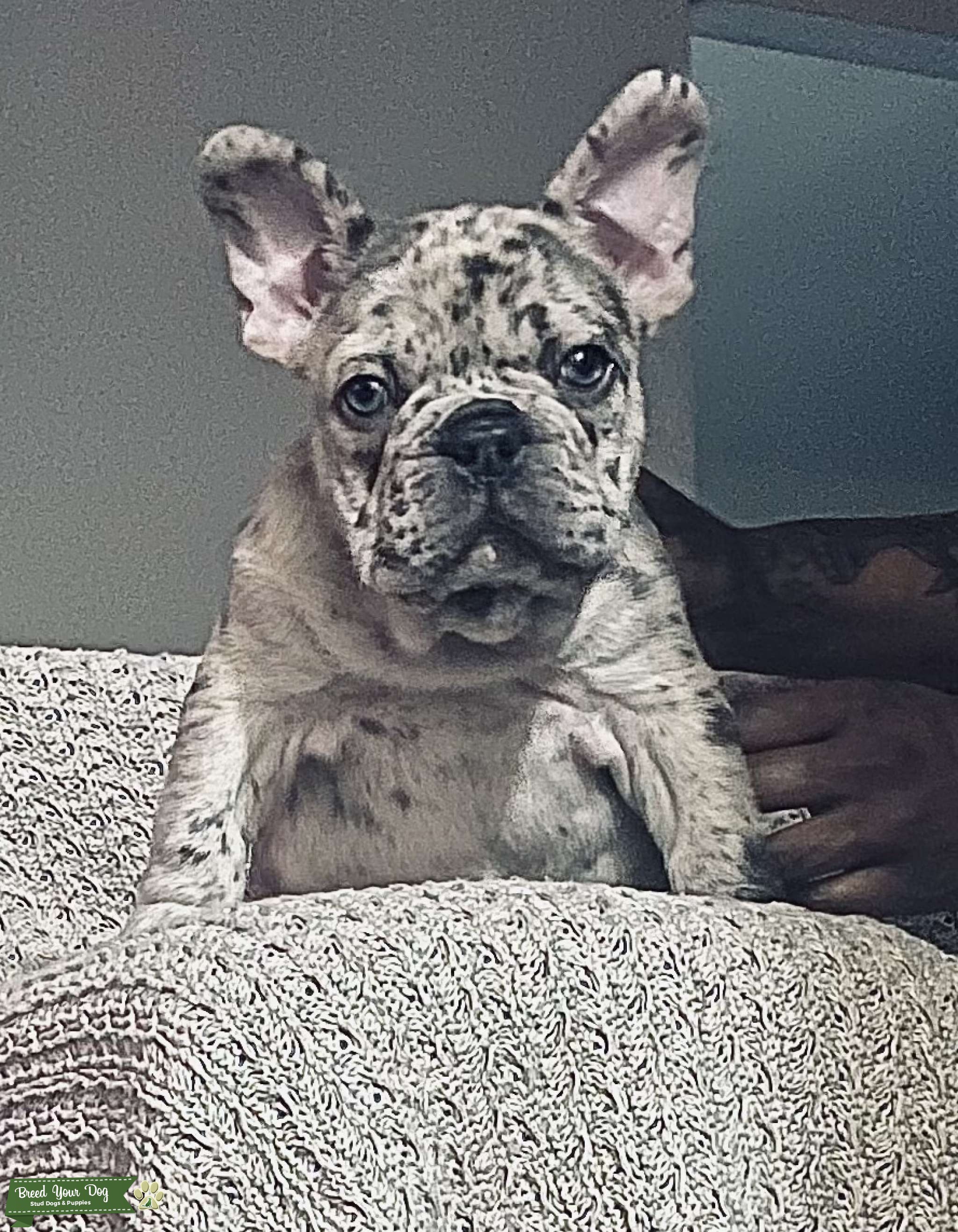 Stud - Stud Dog in New Jersey, the United States | Breed Your Dog