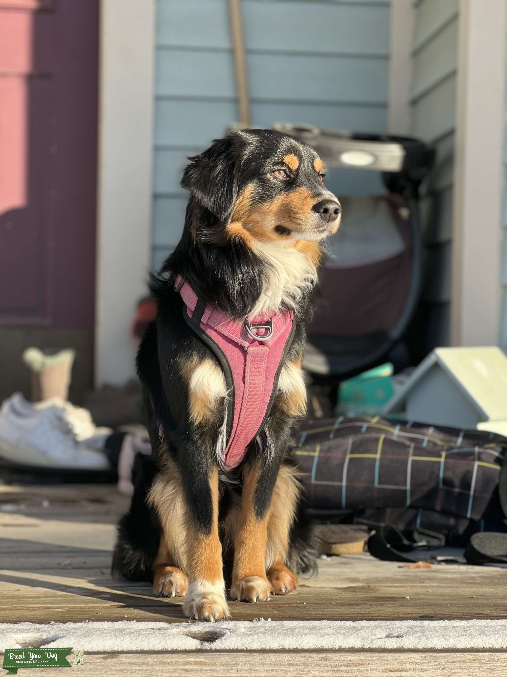 Black Tri Mini Aussie Stud Available - Stud Dog in East Coast, the ...