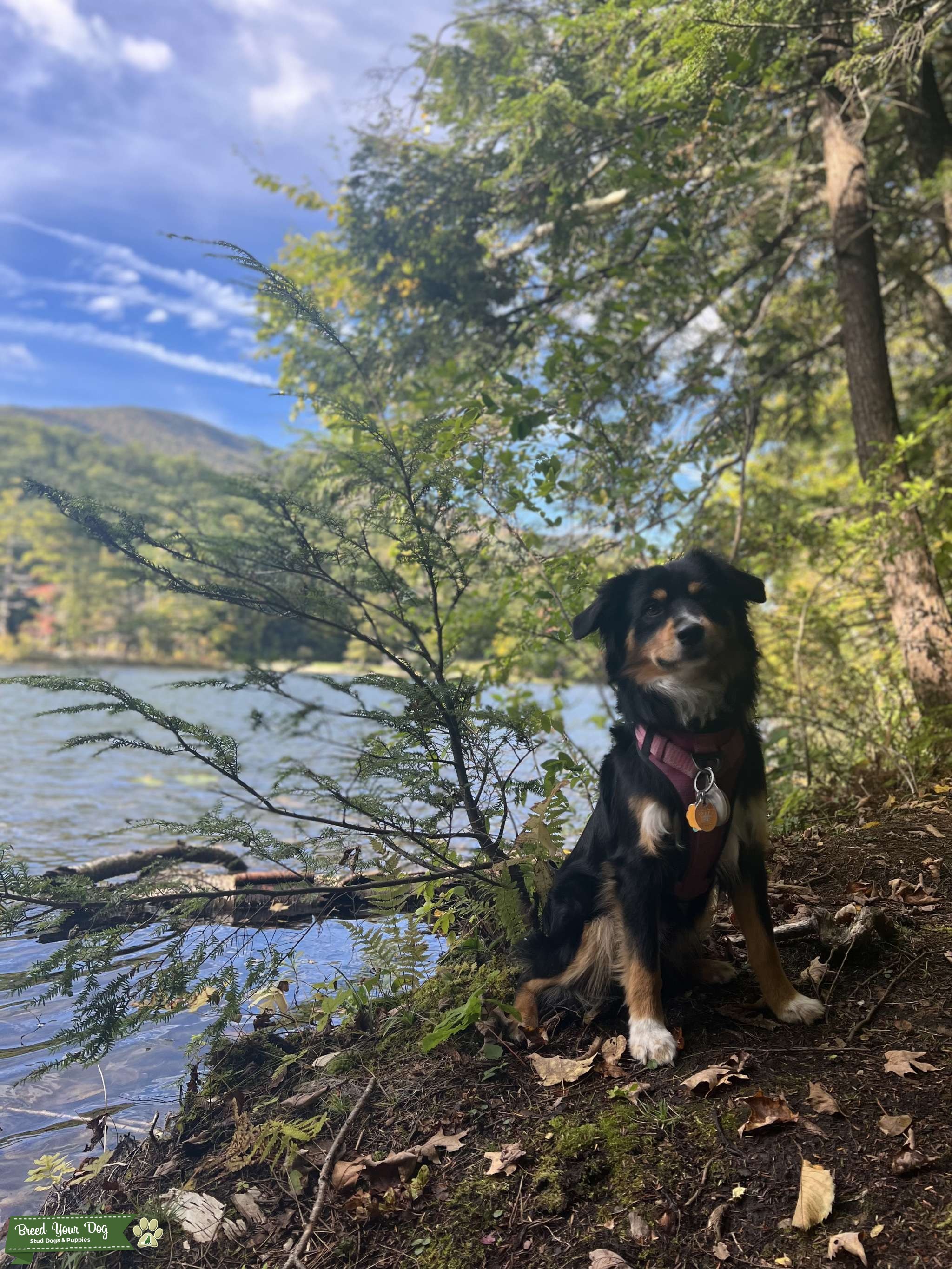 Black Tri Mini Aussie Stud Available - Stud Dog in East Coast, the ...