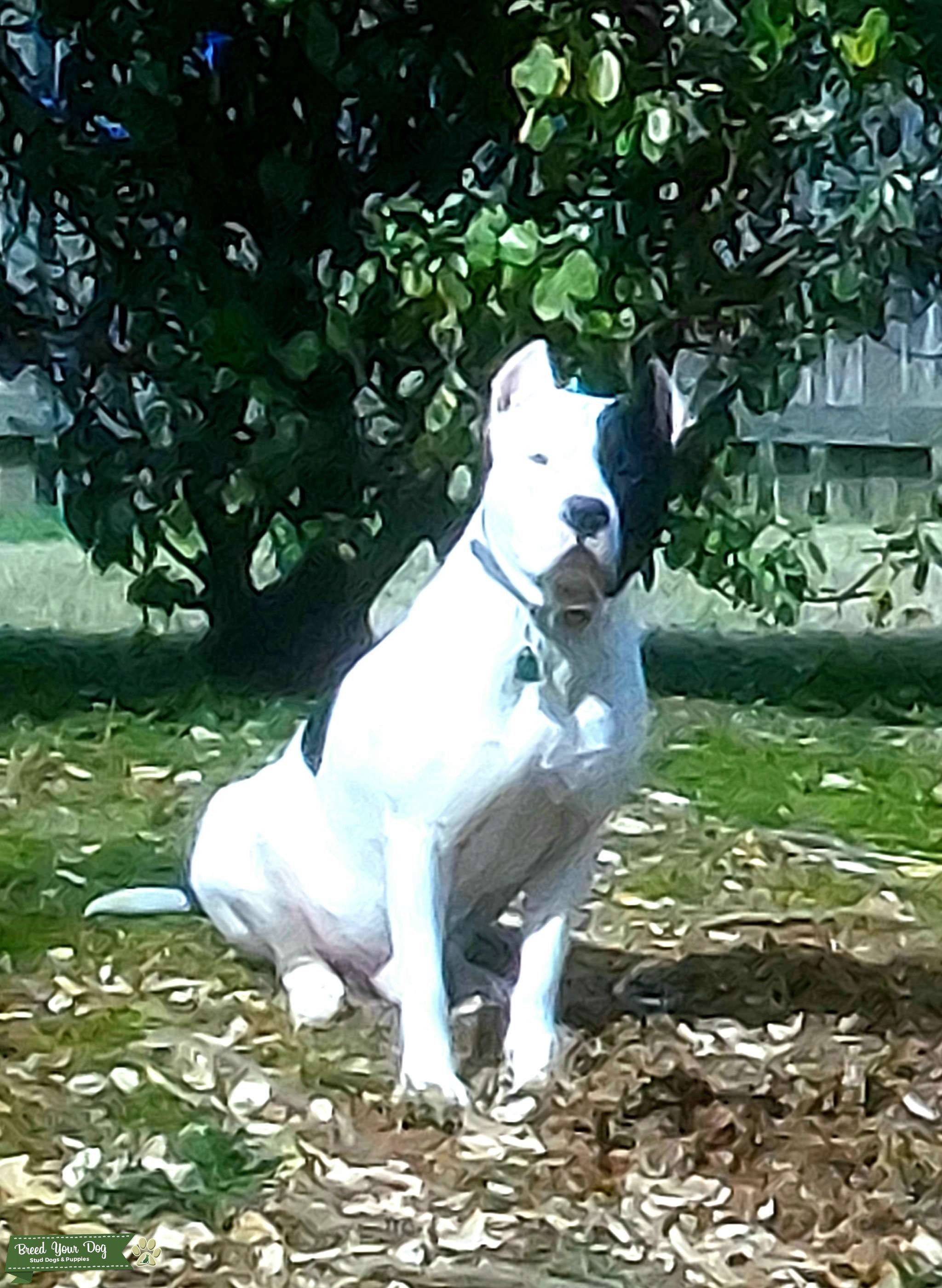 Stud Services - Stud Dog in Georgia, United States | Breed Your Dog