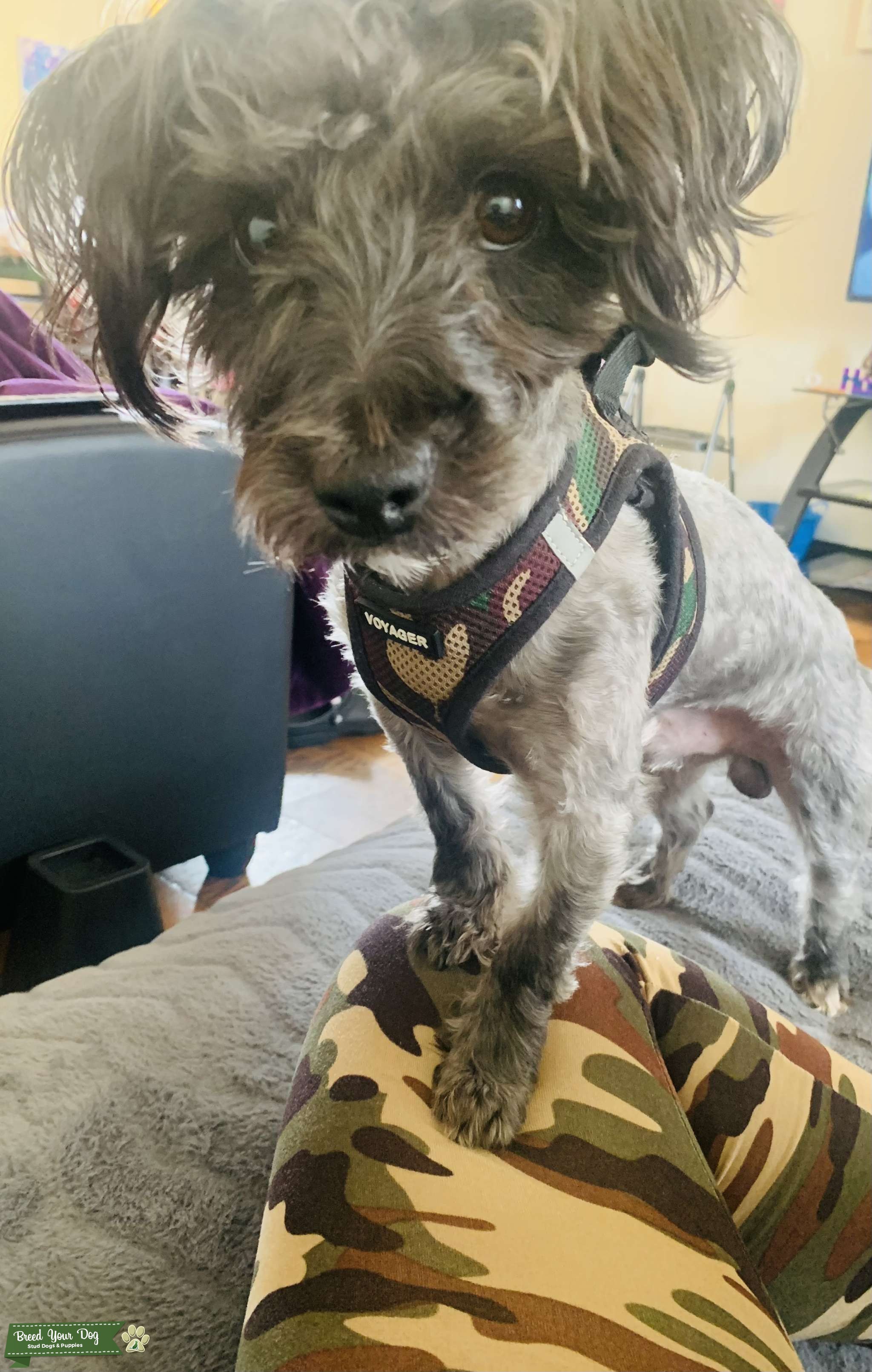 Stud Dog Semen Available to Purchase - Stud Dog in New York , the ...