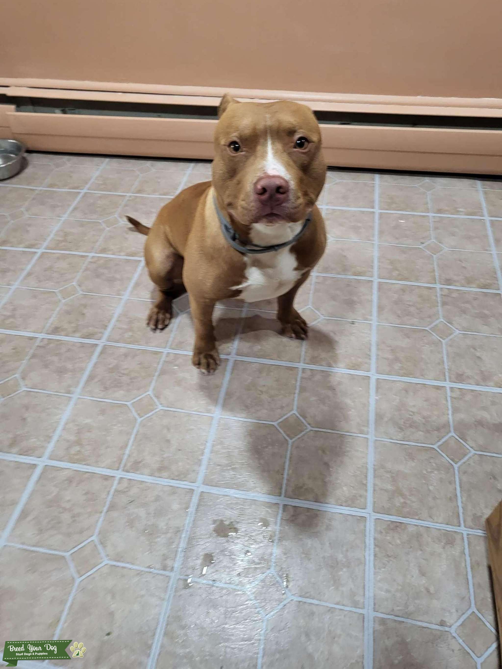 Stud! - Stud Dog in Pennsylvania, United States | Breed Your Dog