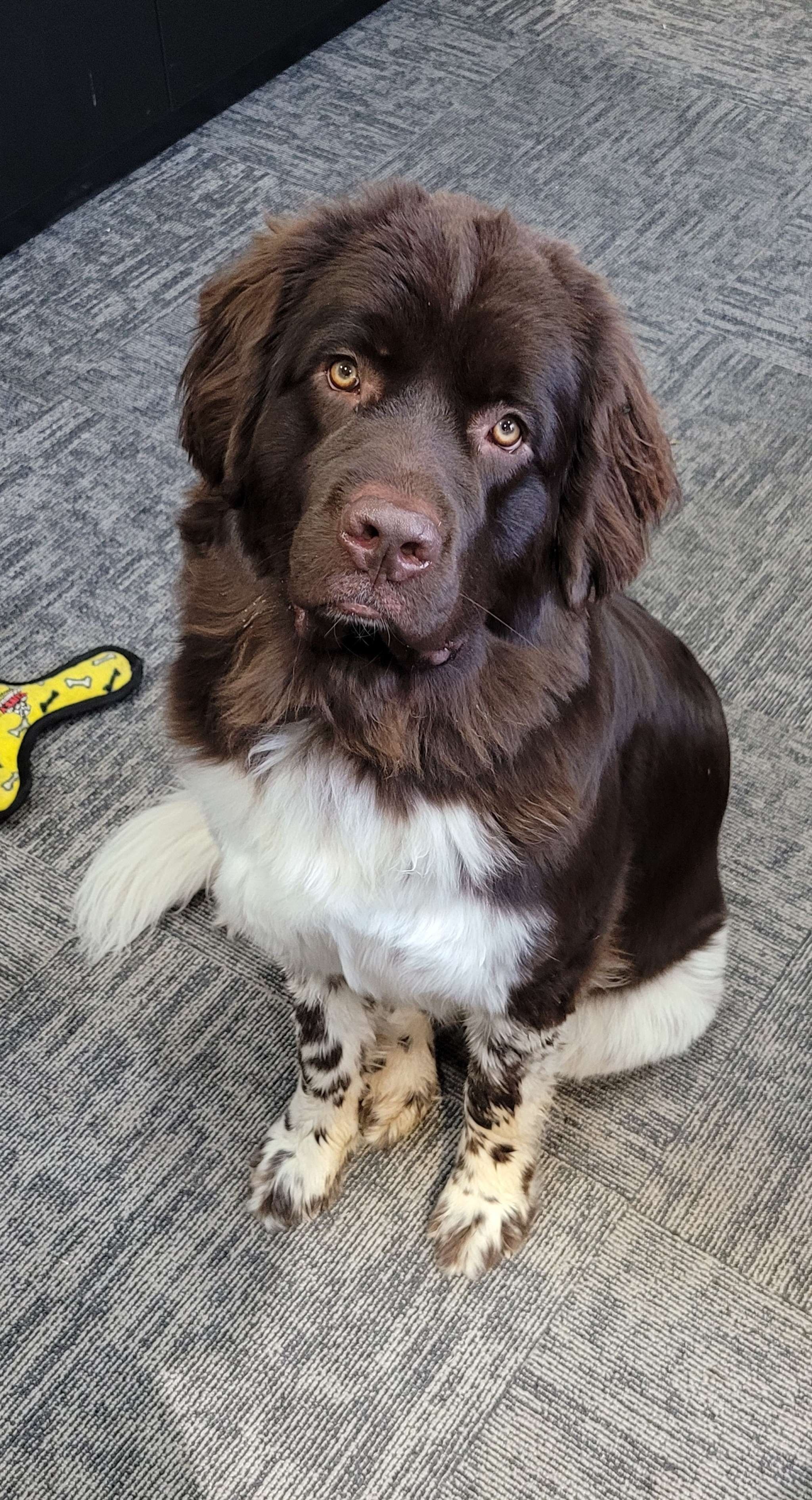 AKC Chocolate Landseer Newfie - Ready to Breed - Stud Dog in MI, United ...
