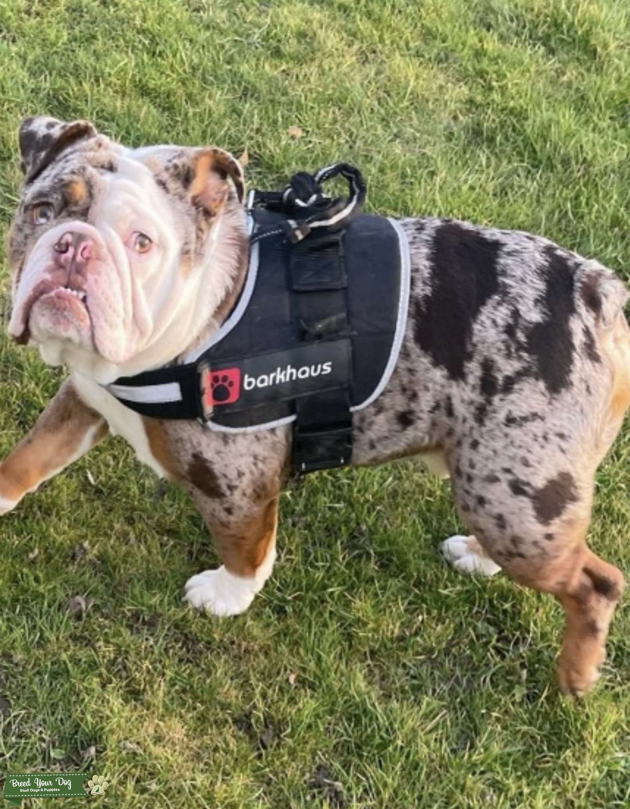 Merle Pure British Bulldog - Stud Dog in West Midlands , Australia ...