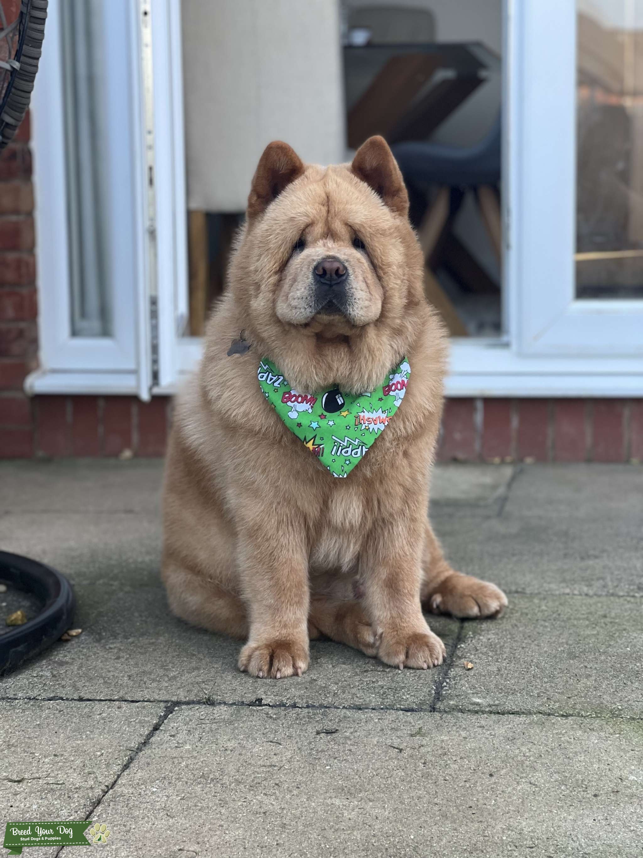 CREAM SMOOTH COAT CHOW CHOW FOR STUD - Stud Dog in Cumbria , United ...