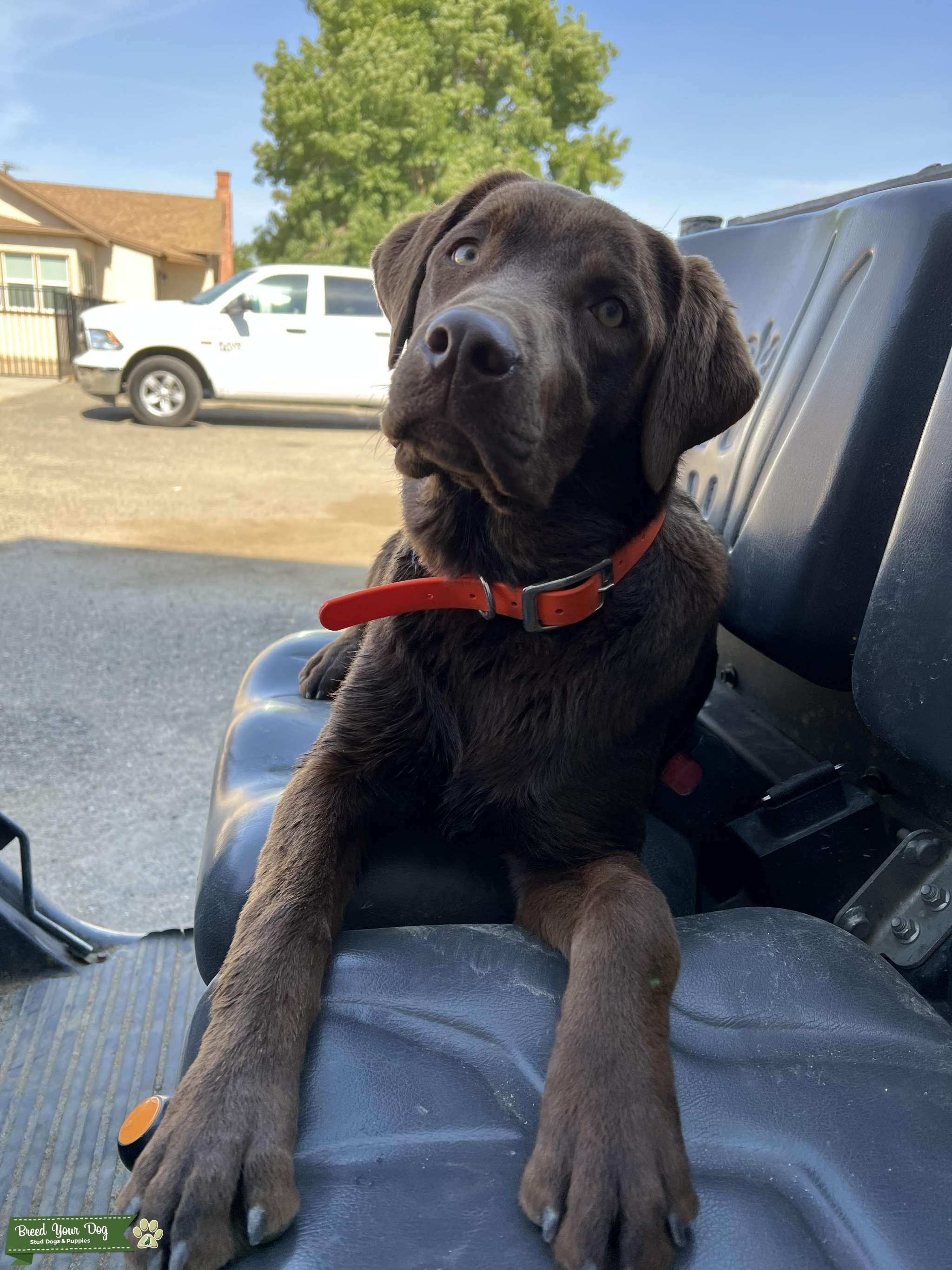 Pure Bred Chocolate Lab - Stud Dog in CA, the United States | Breed ...