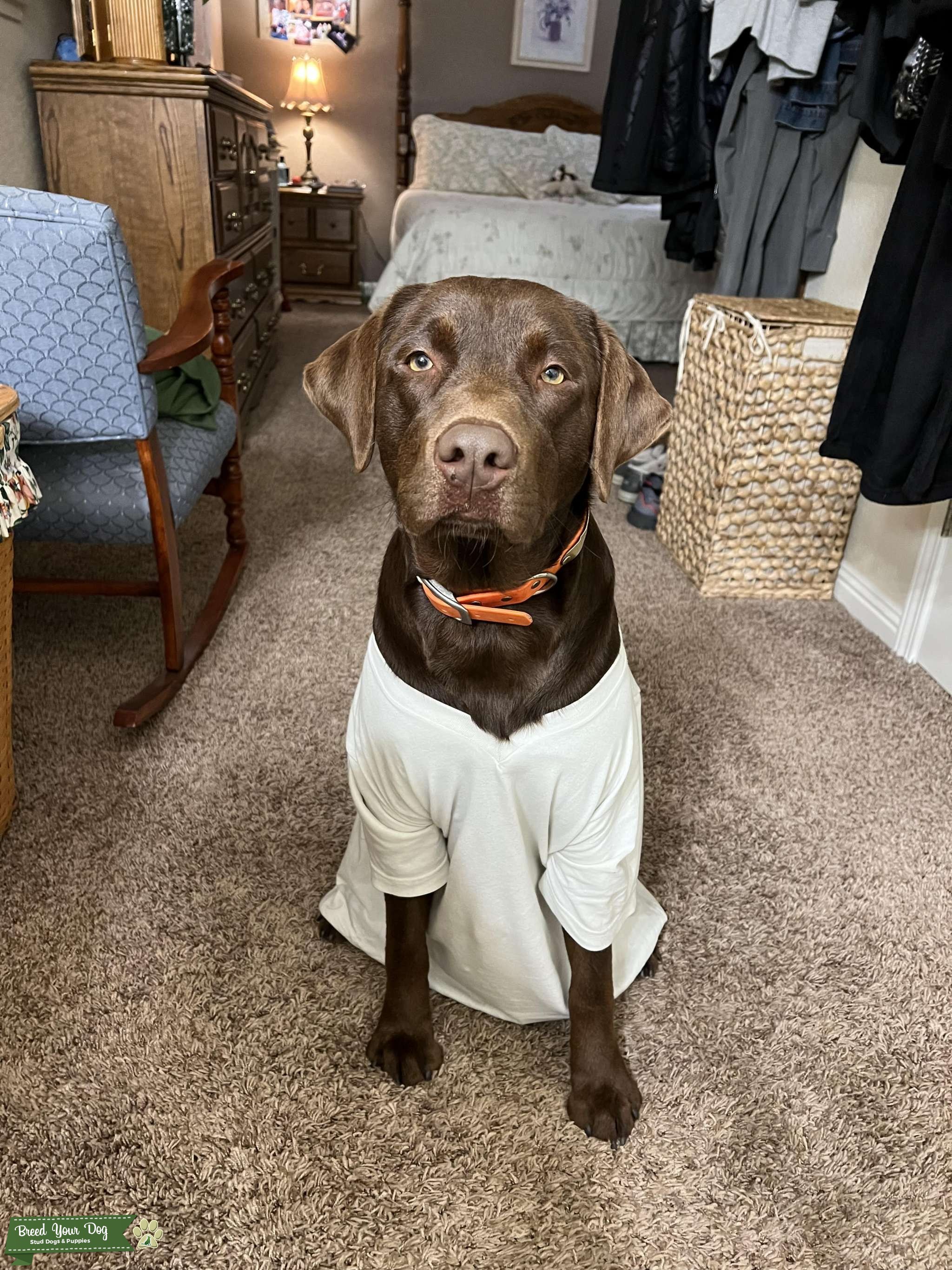 Pure Bred Chocolate Lab - Stud Dog in CA, the United States | Breed ...