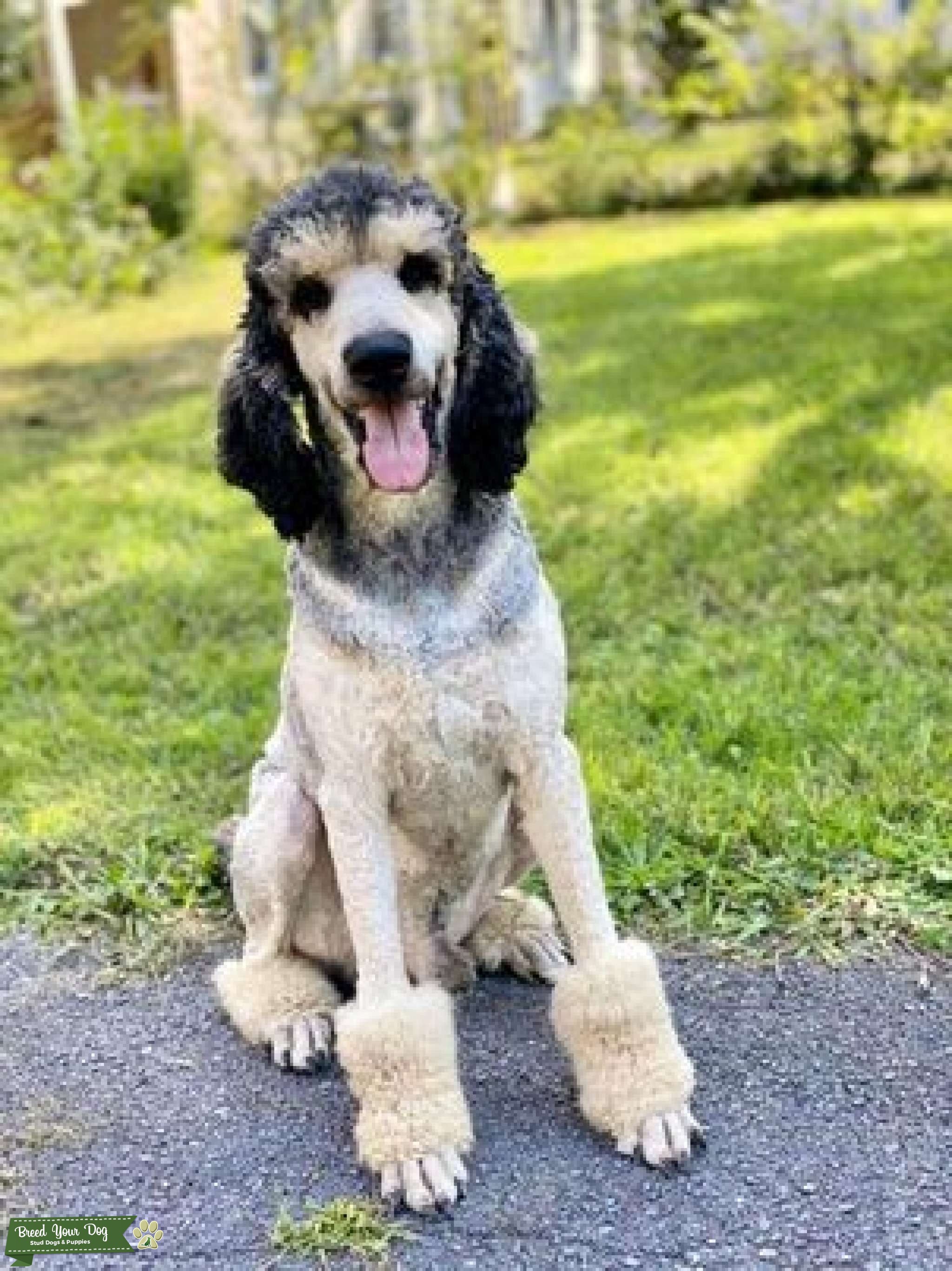 Standard Poodle, Sable blue to white coat, - Stud Dog in GA, the United ...