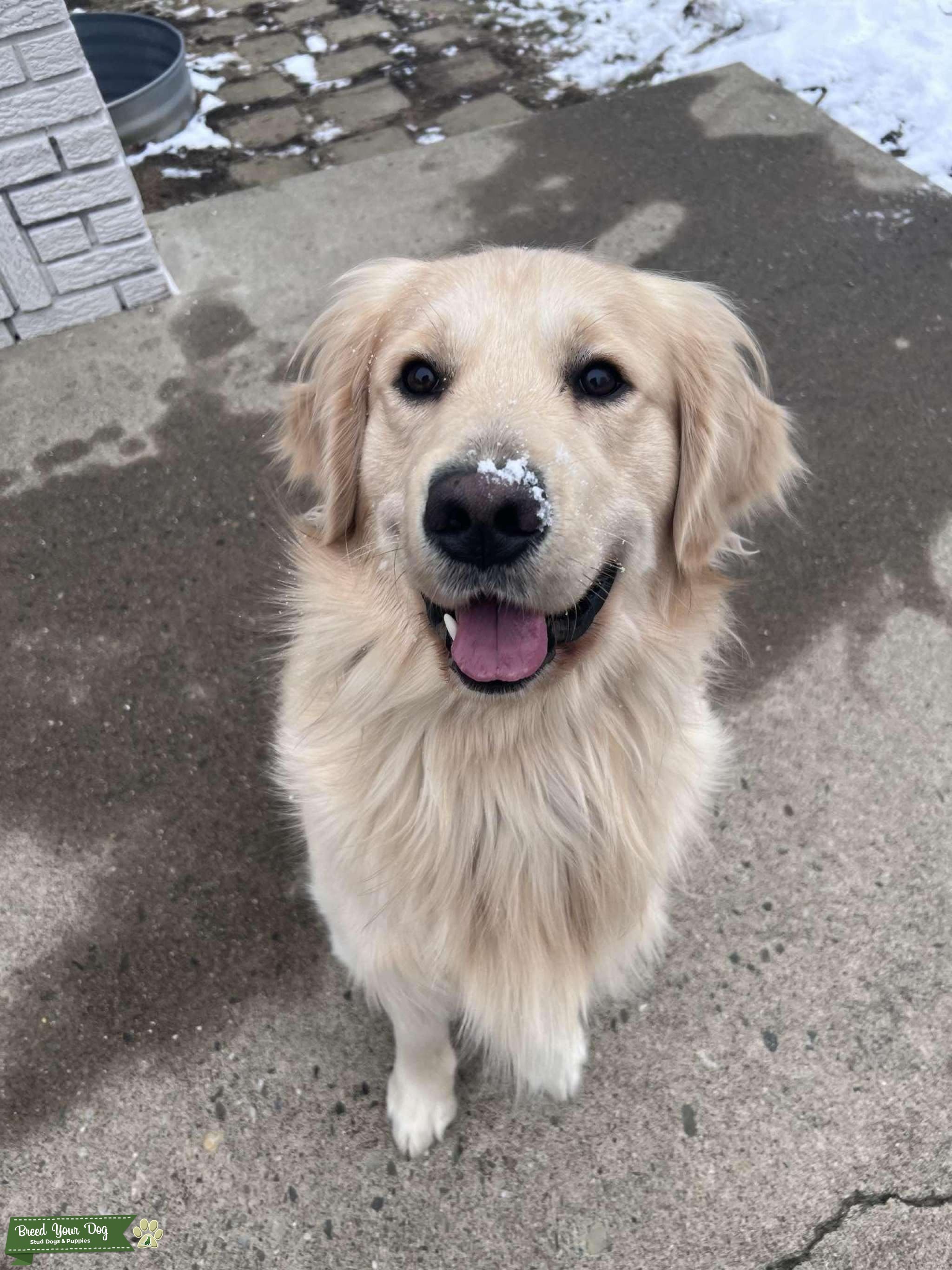 Henry Stud Male - Stud Dog in New Jersey , the United States | Breed ...