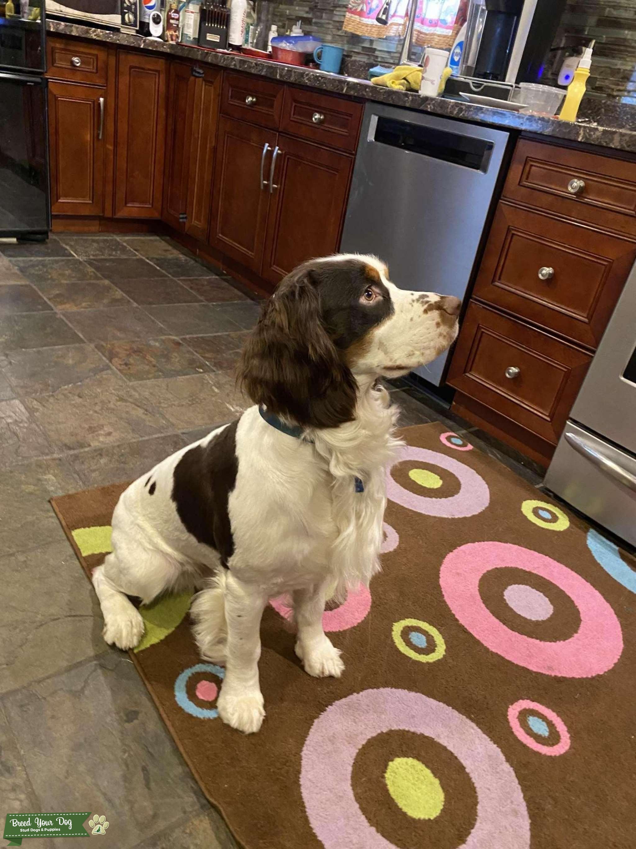 STUD SERVICE OFFERED TRI COLORED ENGLISH SPRINGER SPANIAL - Stud Dog in ...