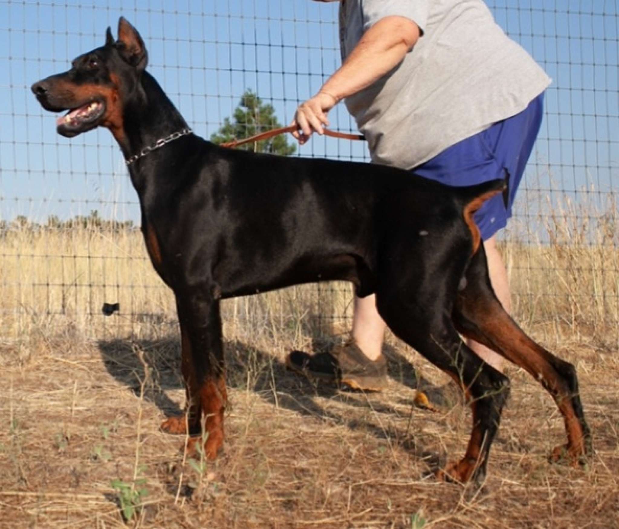 Pure European Health Tested Stud - Hips OFA EXCELLENT - Stud Dog in ...