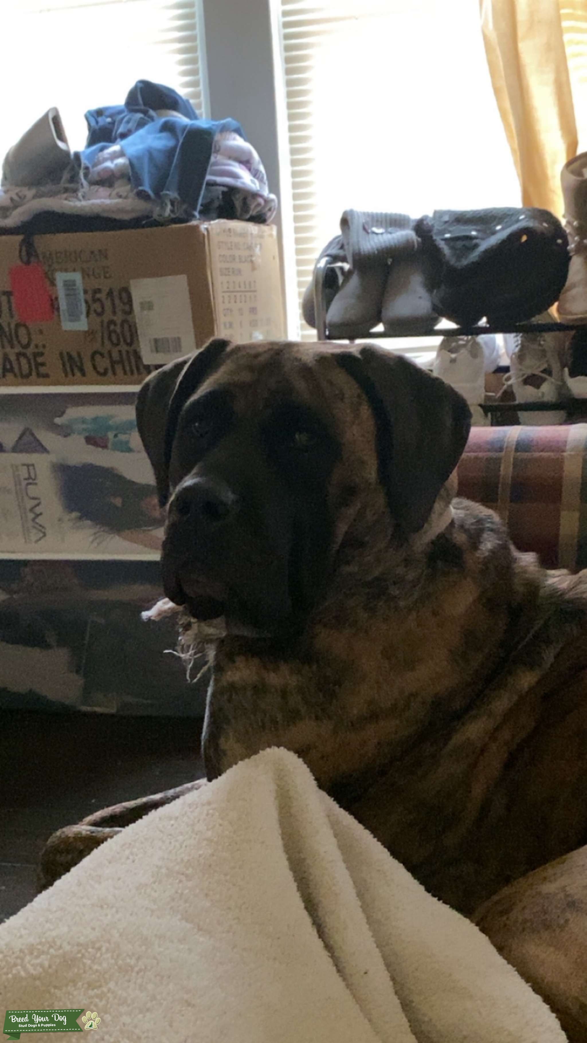 Brown brindle cane corso mix - Stud Dog in Peoria Illinois , the United ...