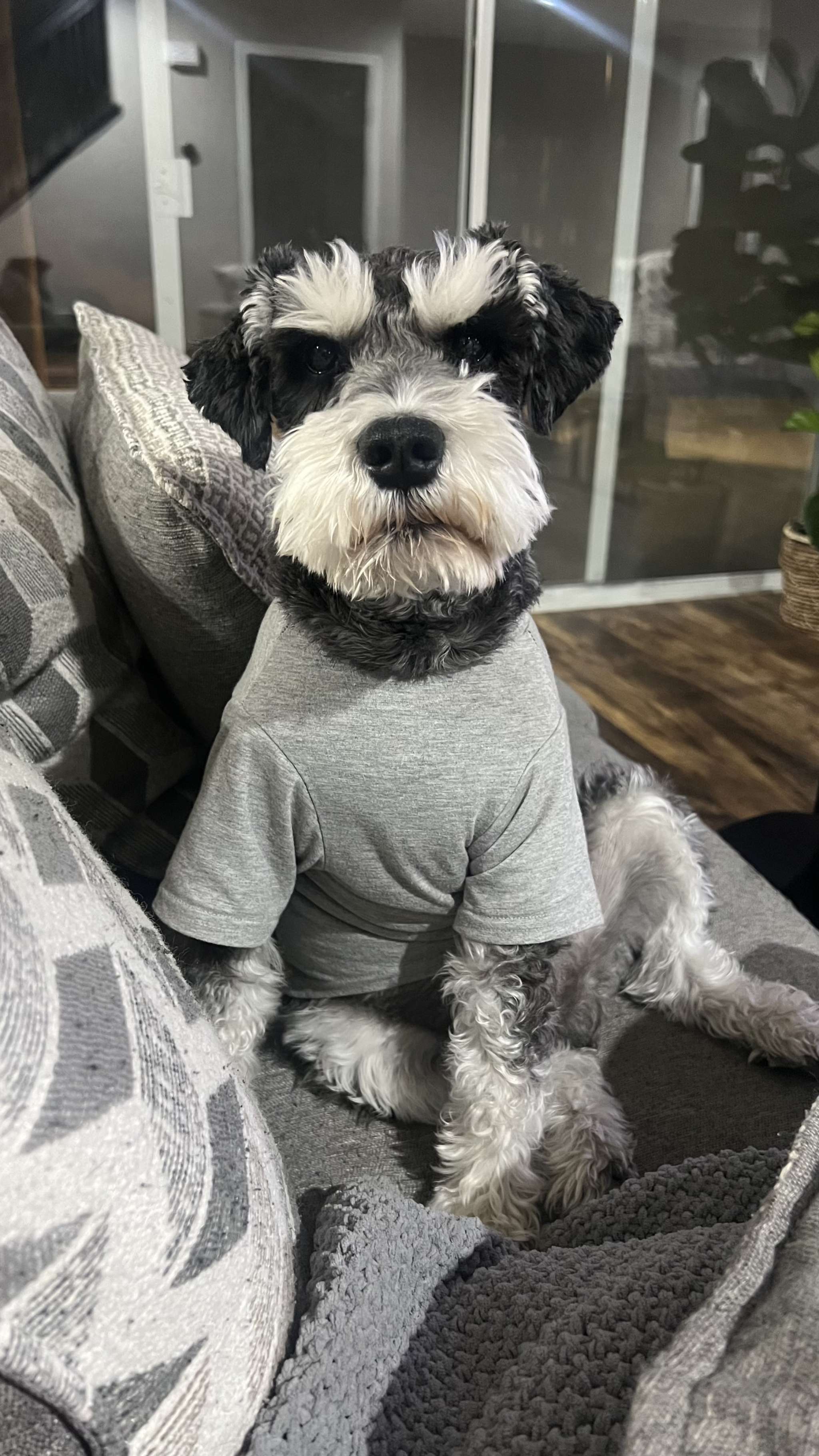 Black and Silver Miniature schnauzer - Stud Dog in Nevada , United ...