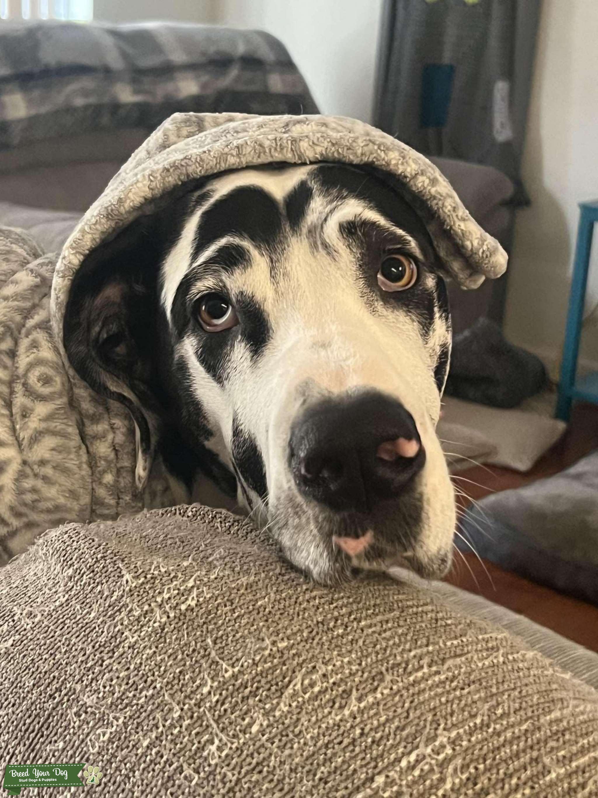 Harlequin Great Dane - Stud Dog in Kentucky , the United States | Breed ...