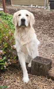 English Cream Golden Retriever - Stud Dog in San Diego, CA, the United ...