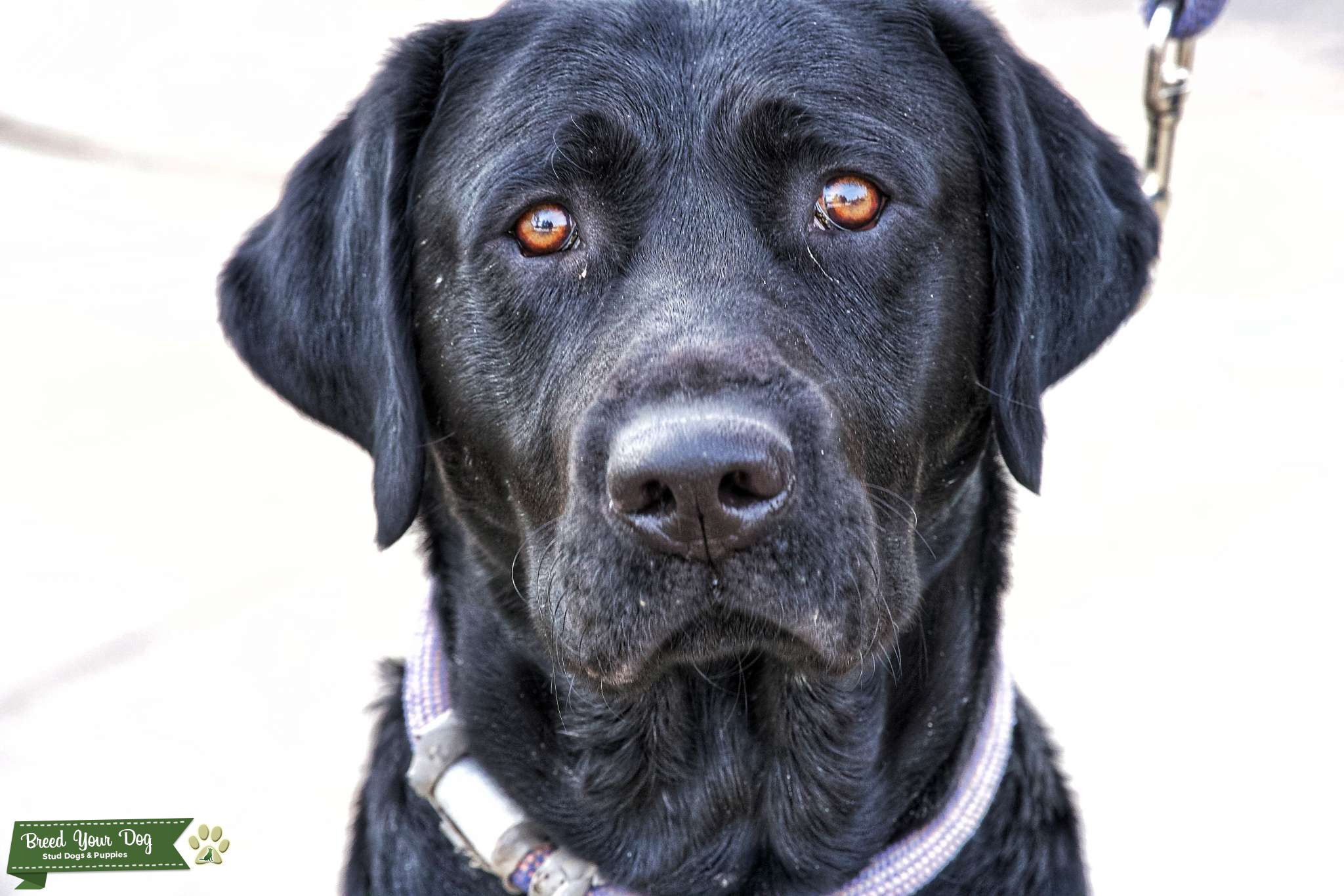 Looking for a dam for my black lab hunting dog he is akc registered ...