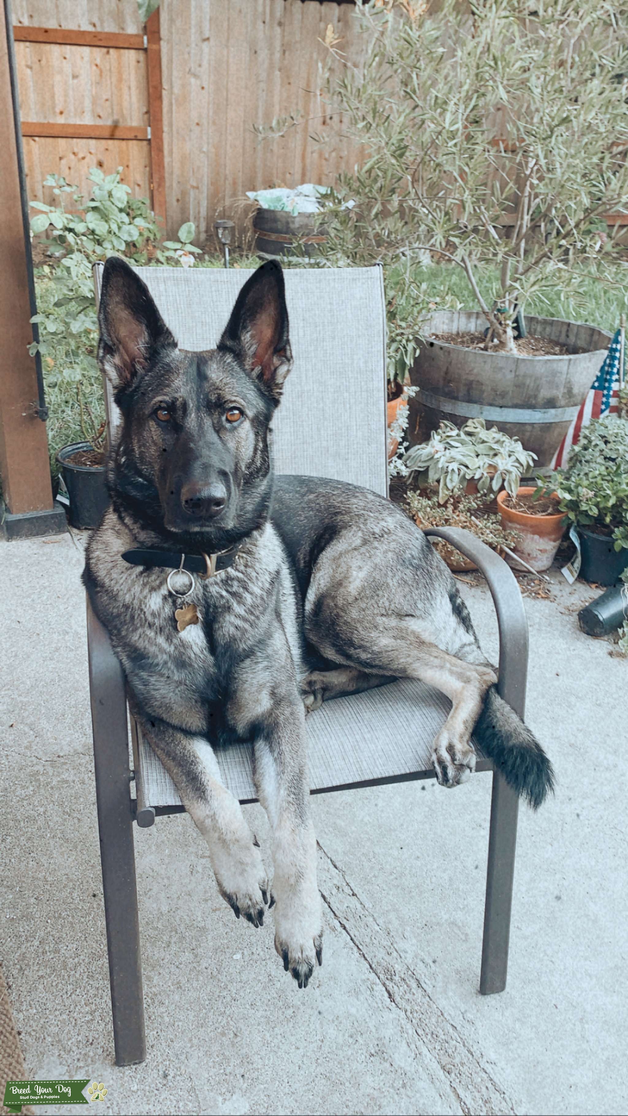 Luna- Female German Shepherd - Sable Coat - Stud Dog in East Bay Area ...