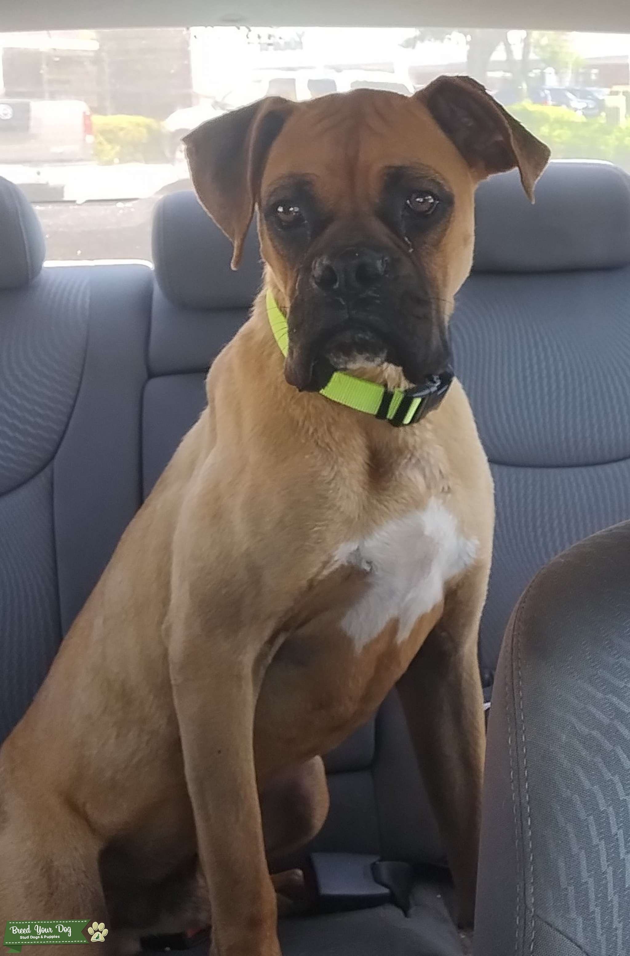 Big, beautiful Boxer - Stud Dog in Southeast, the United States | Breed ...