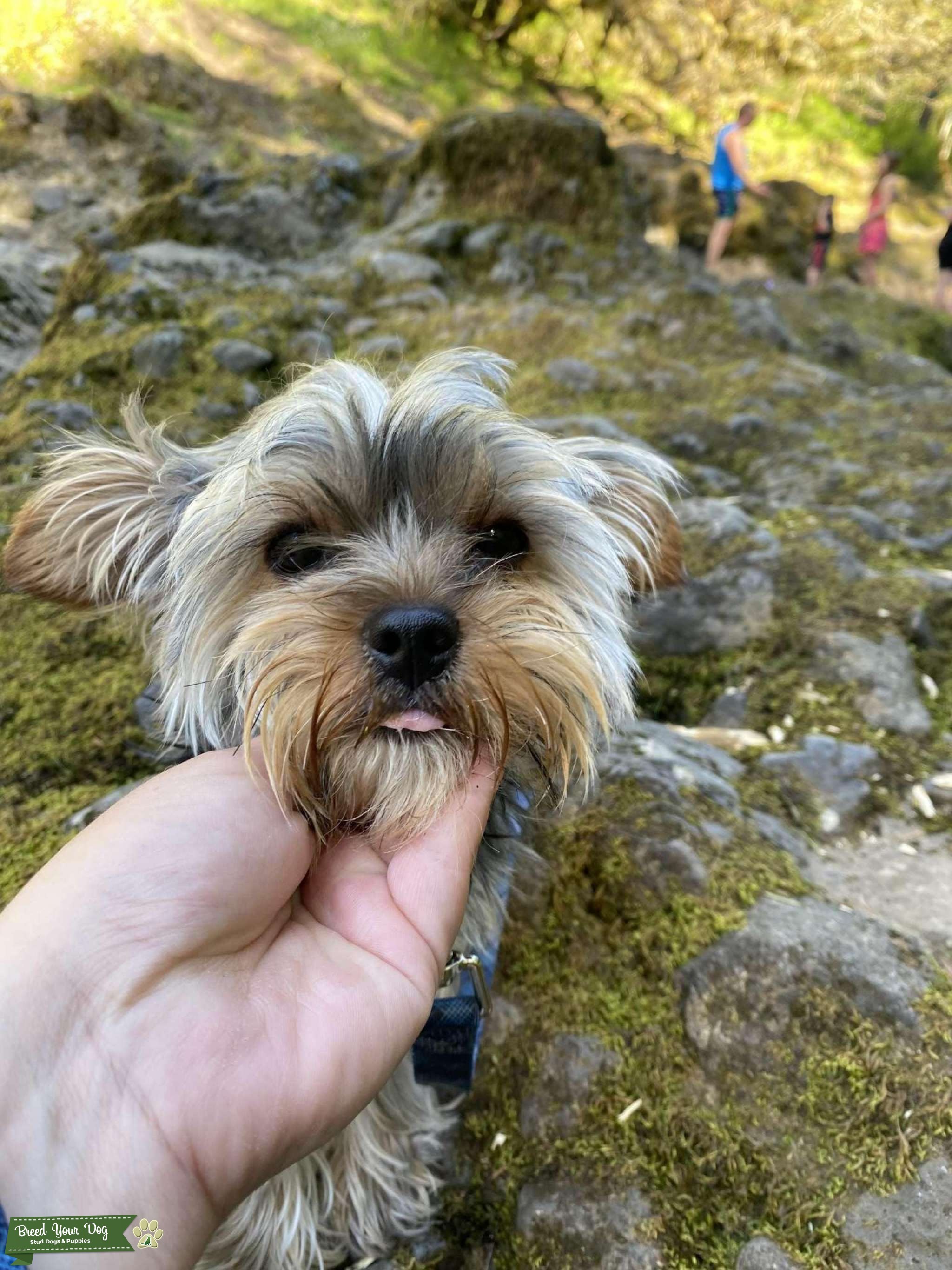 5lb Stud Yorkie 1 year old ready to breed! - Stud Dog in Yelm, WA, the ...