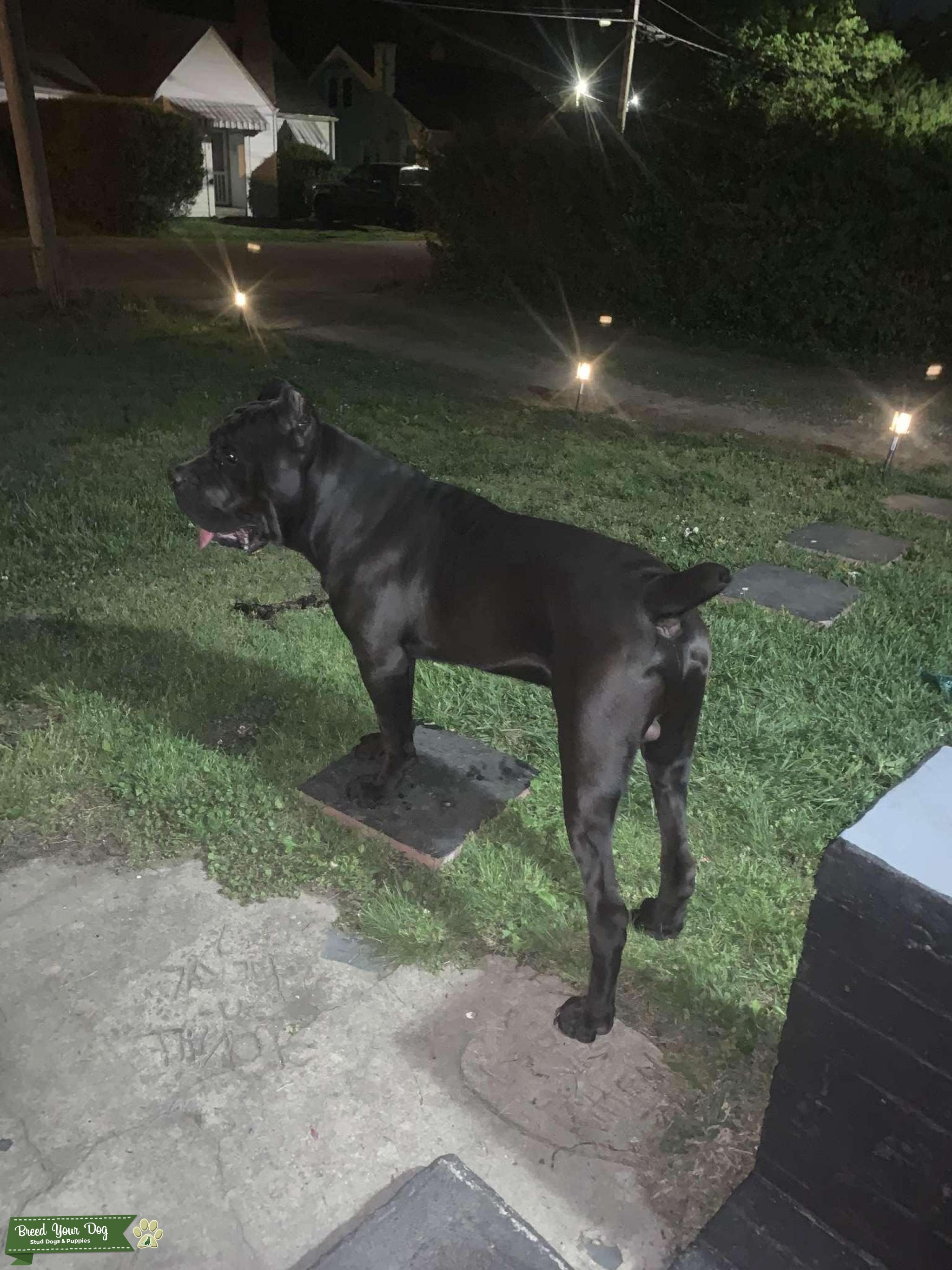 Cane corso stud - Stud Dog in High Point , Thailand | Breed Your Dog