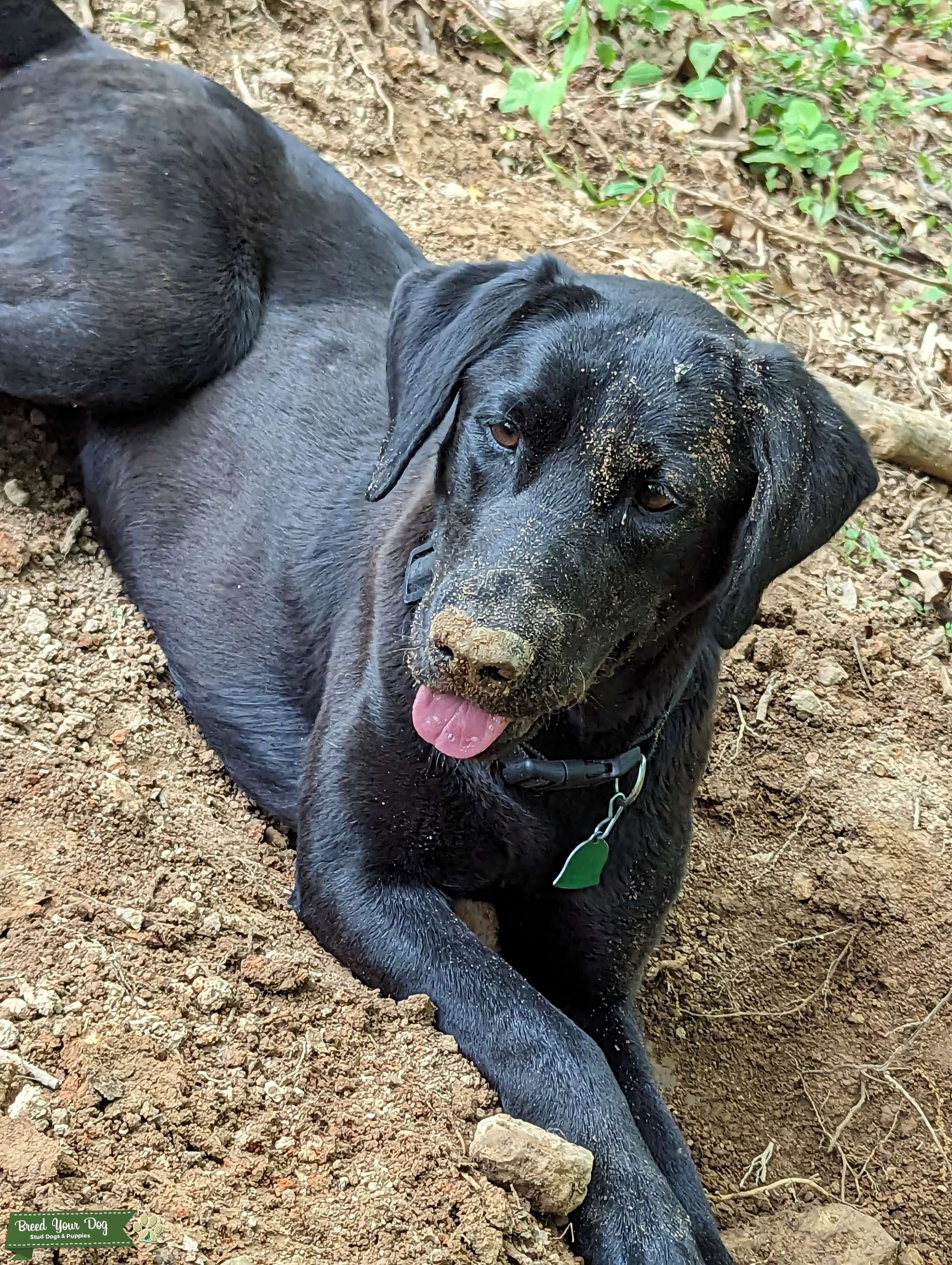 black labrador - Stud Dog in Indiana, the United States | Breed Your Dog