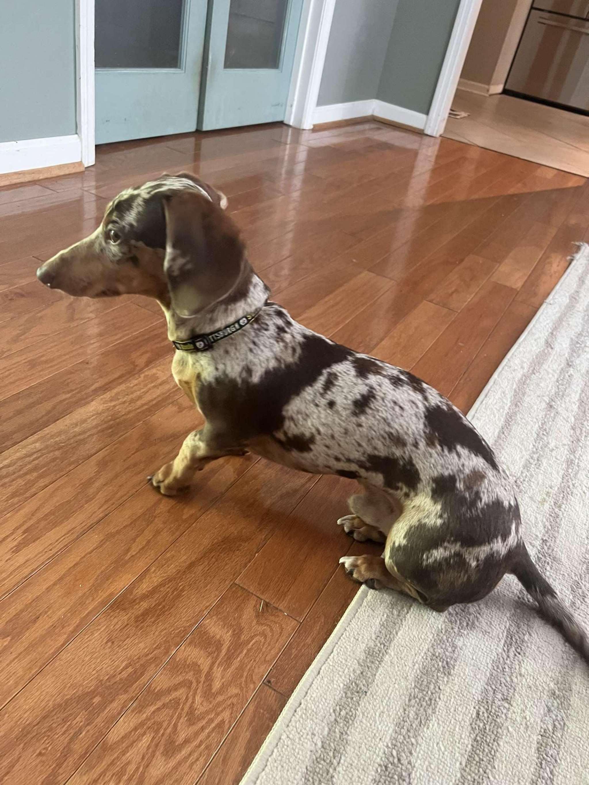 Dapple Dachshund Beautiful Male - Stud Dog in Calhoun Georgia , United ...