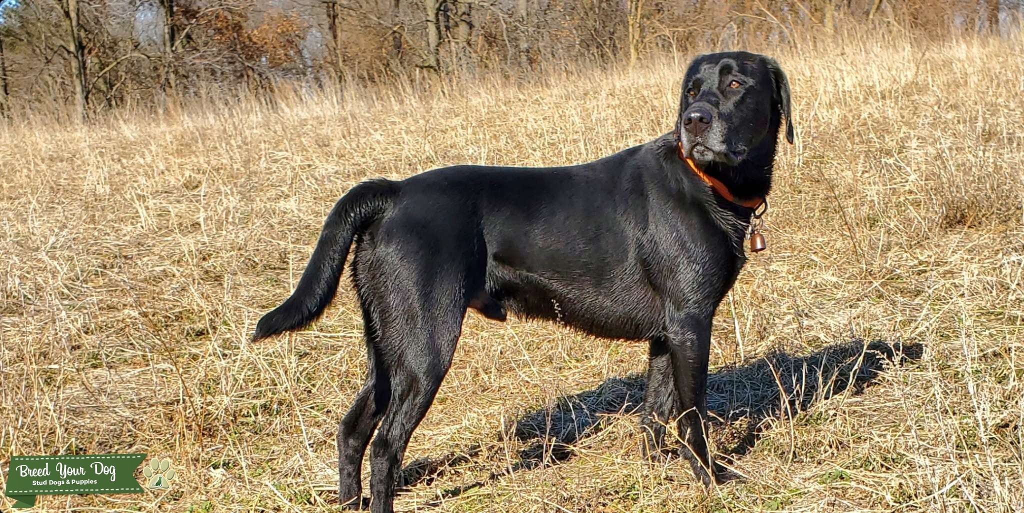 Stud for hire - Stud Dog in Michigan, the United States | Breed Your Dog