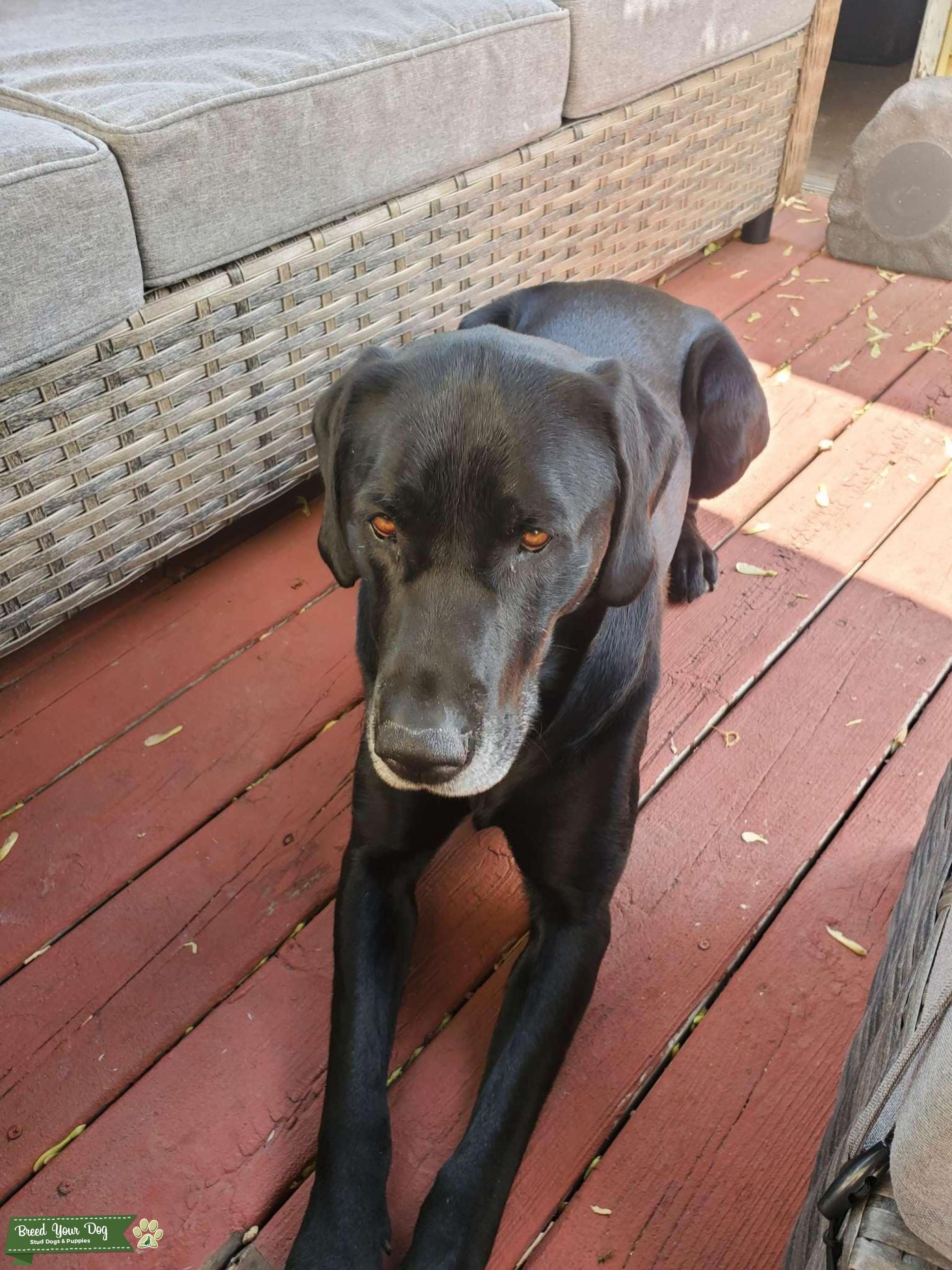 Stud for hire - Stud Dog in Michigan, the United States | Breed Your Dog