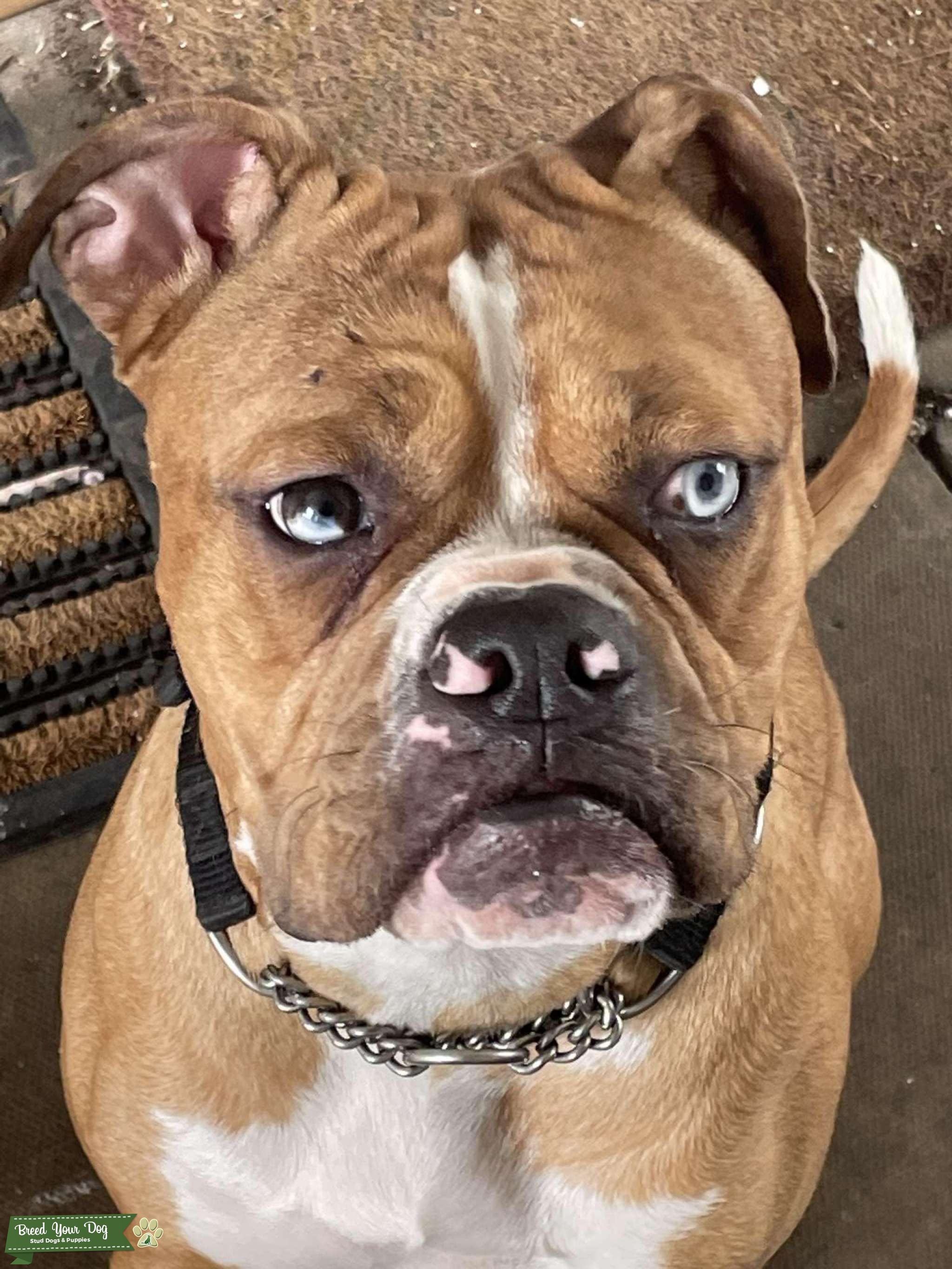 Boxer x - Stud Dog in Renfrewshire , the United States | Breed Your Dog