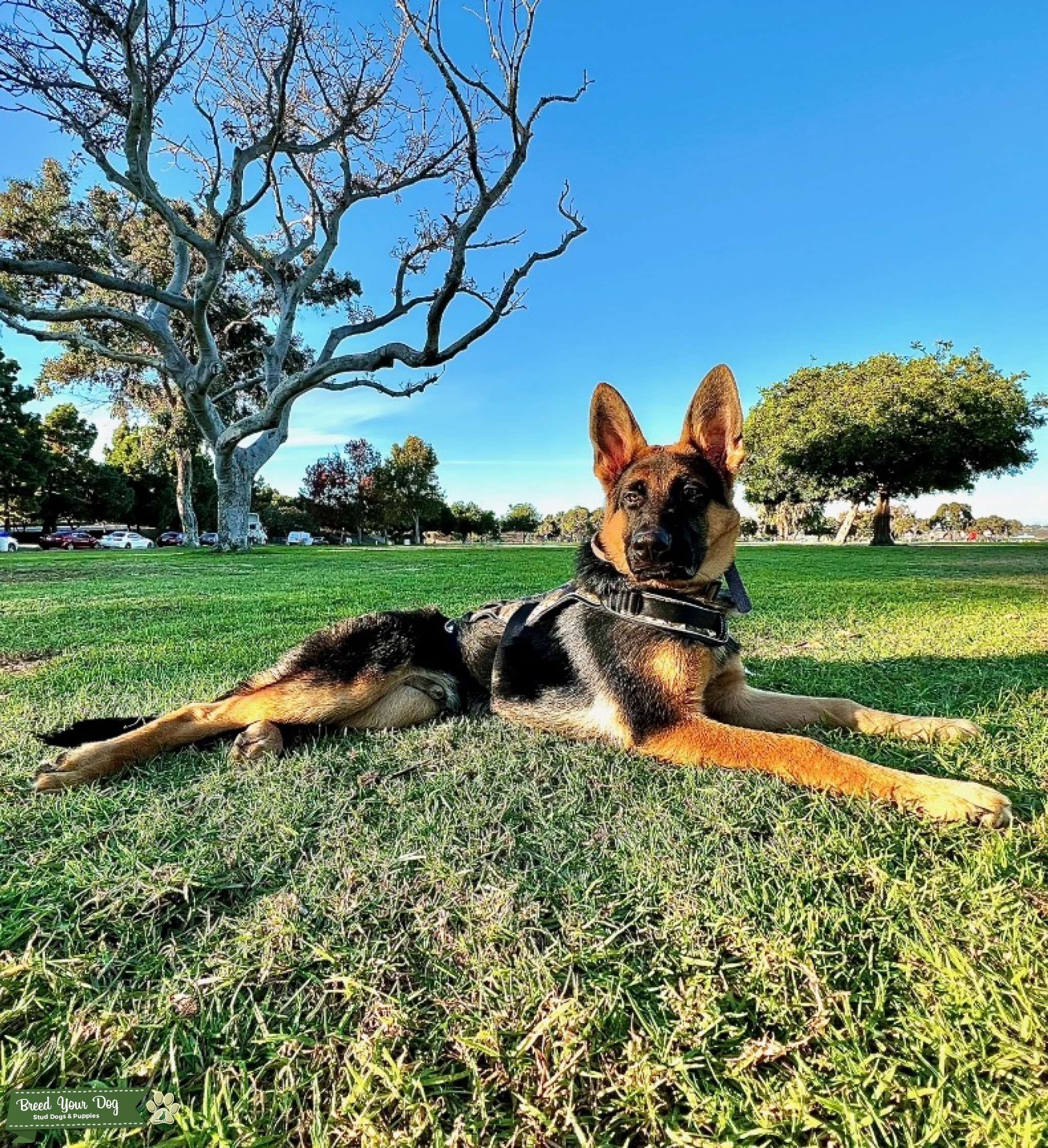 GERMAN SHEPARD STUD GSD AKC REGISTERED - Stud Dog in San Diego , the ...