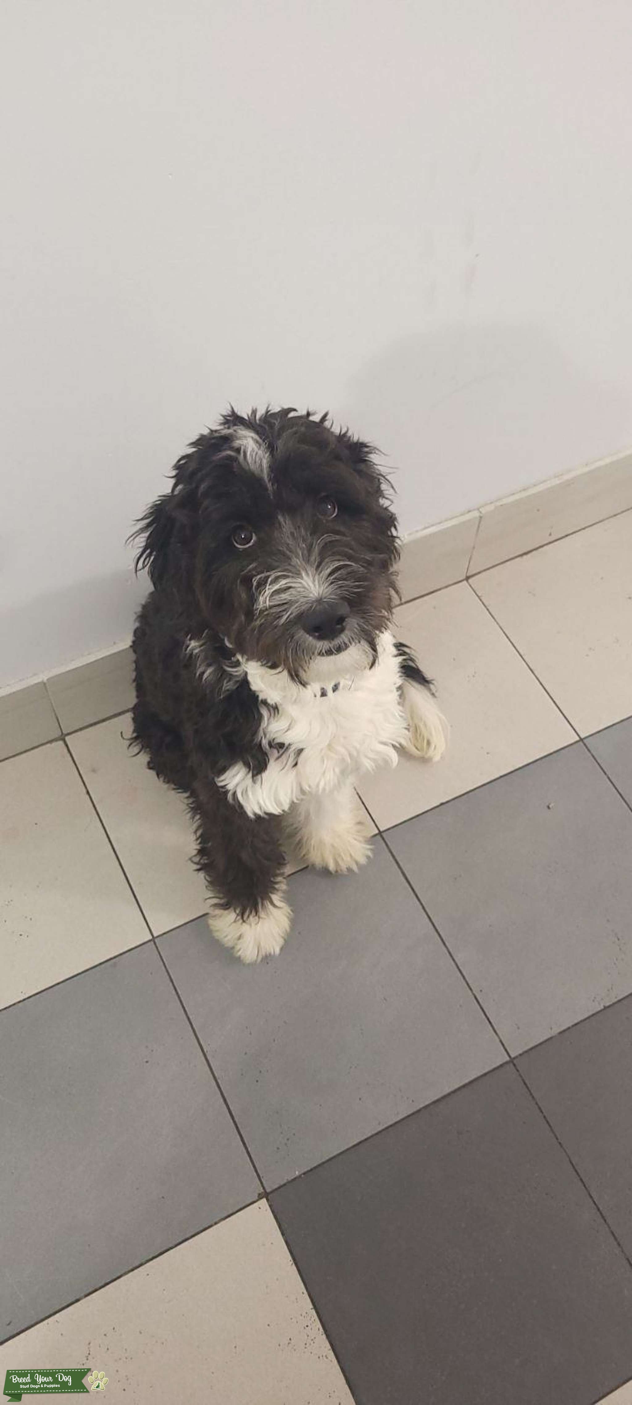 Borderdoodle - Stud Dog in New york, the United States | Breed Your Dog