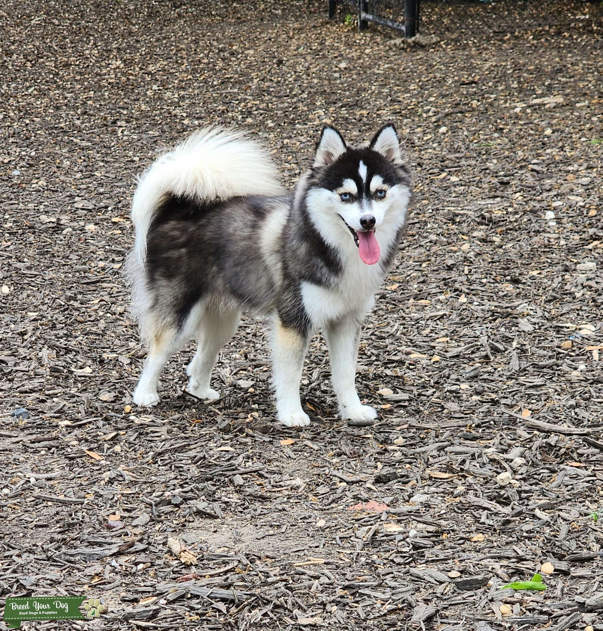 10lb F2 Pomsky - Stud Dog in Southern California , the United States ...