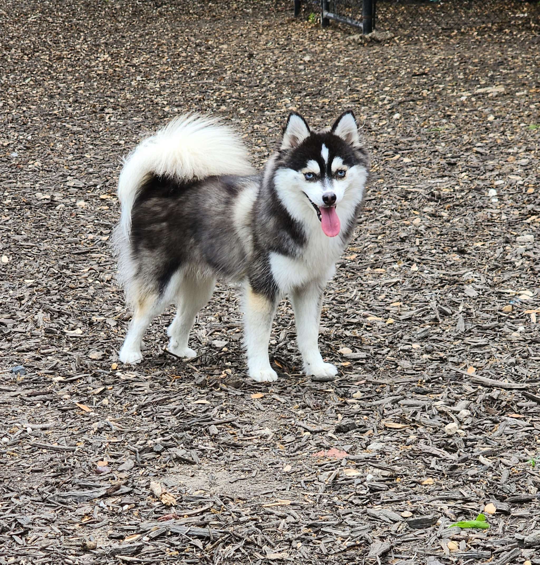 10lb F2 Pomsky - Stud Dog in Southern California , the United States ...
