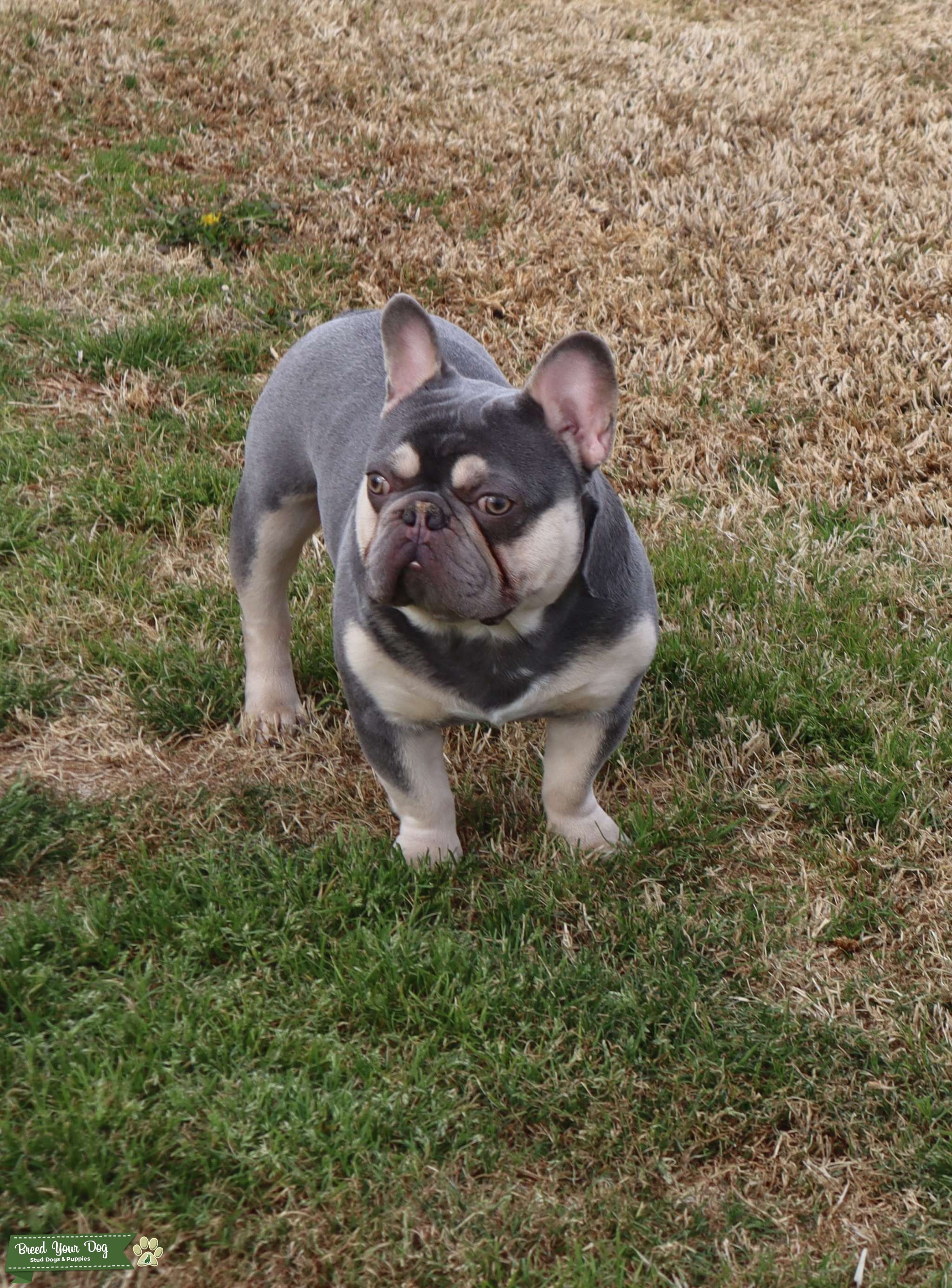 AKC French bulldog - Stud Dog in valencia, the United States | Breed ...
