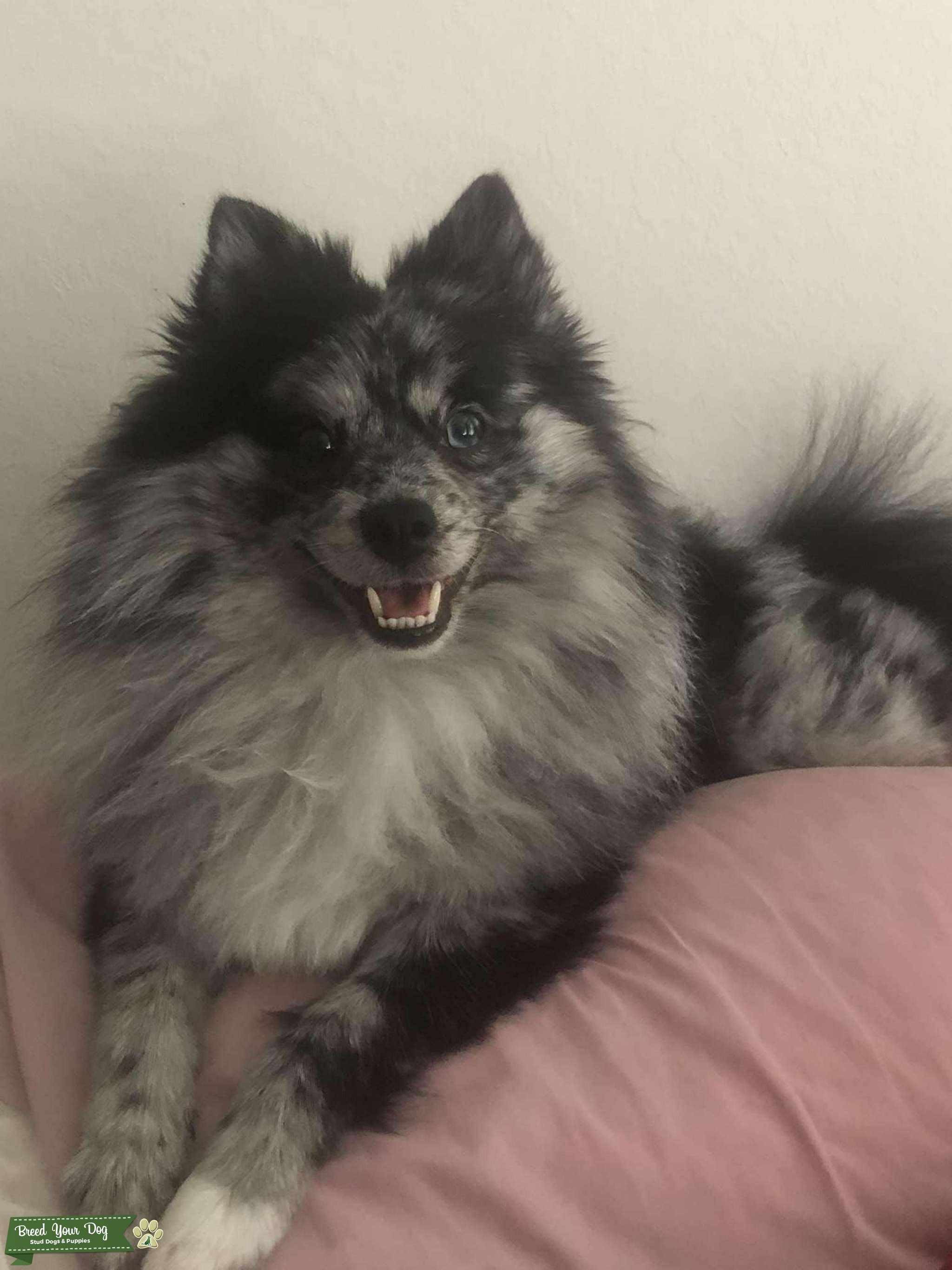 Blue Merle Pomeranian - Stud Dog in Southeastern , Australia | Breed ...