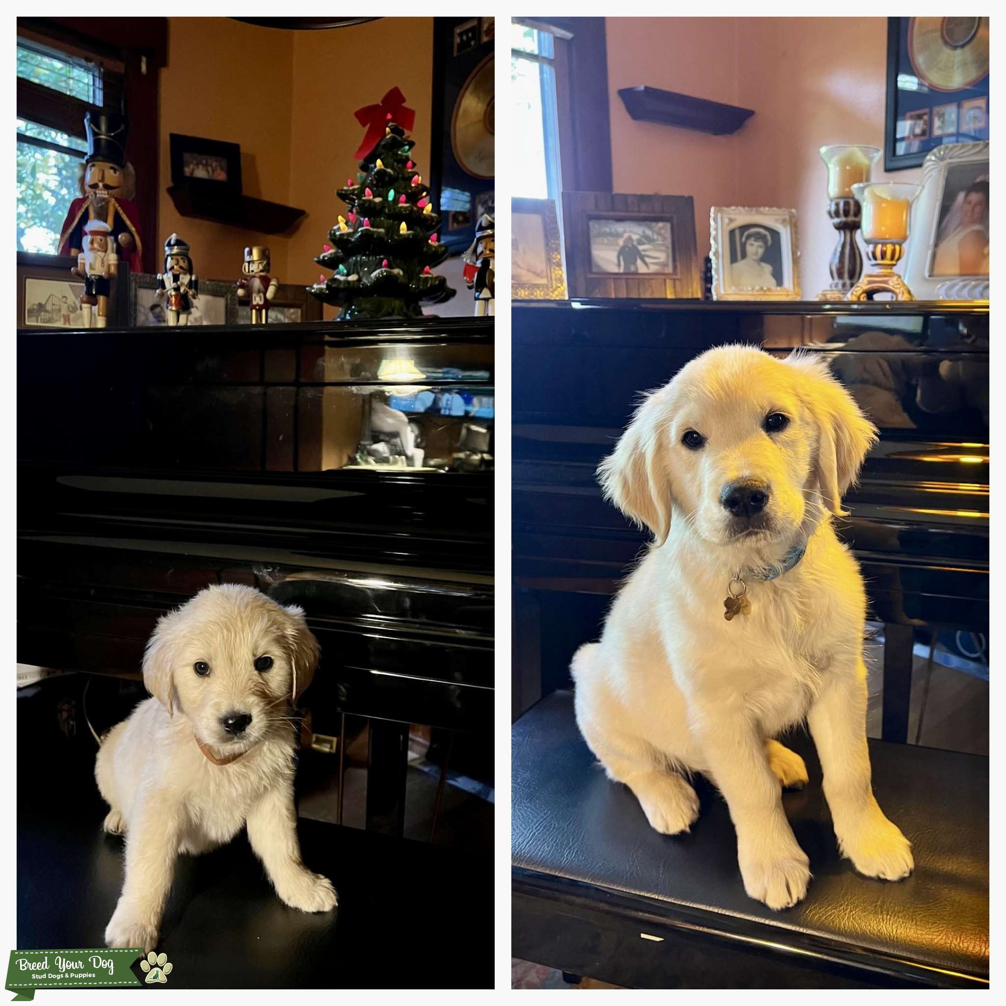 Pure Bred Cream Golden Retriever Stud - Stud Dog in Los Angeles, the ...