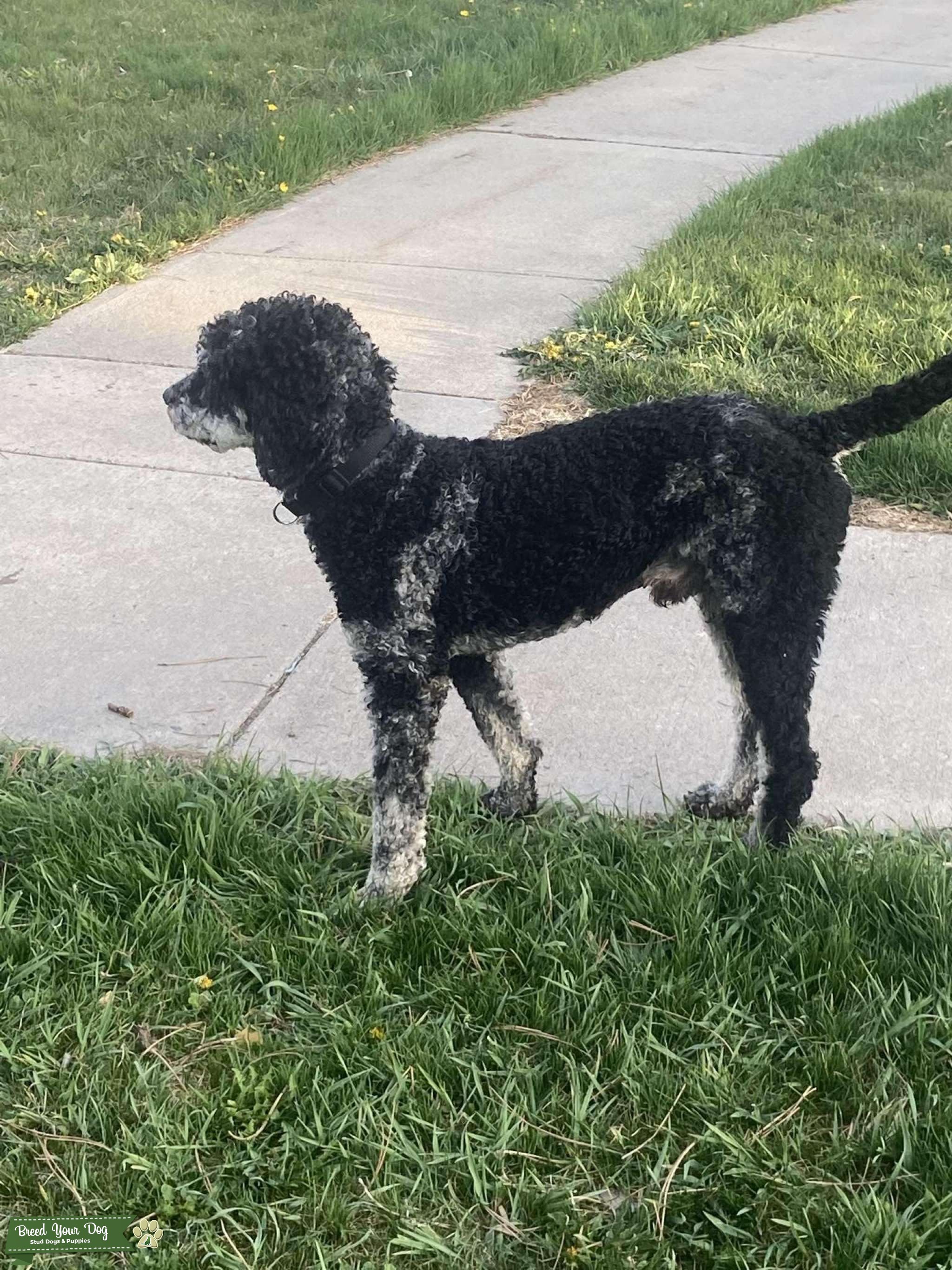 AKC, OFA Phantom TRI-COLOR merle Standard Poodle with RARE GENES - Stud ...